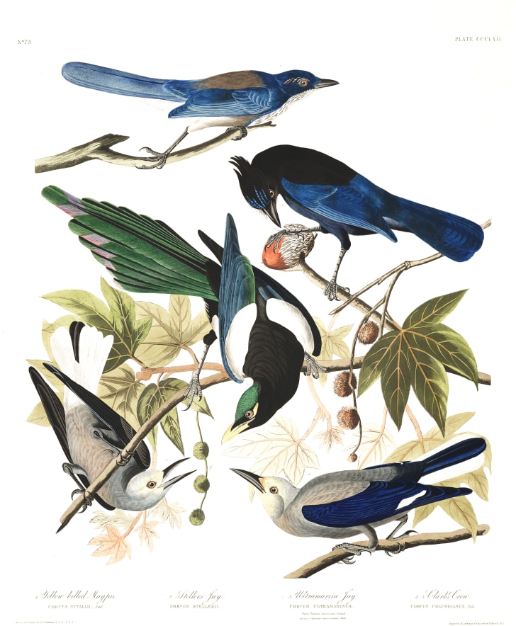 11 Facts About John James Audubon | Mental Floss