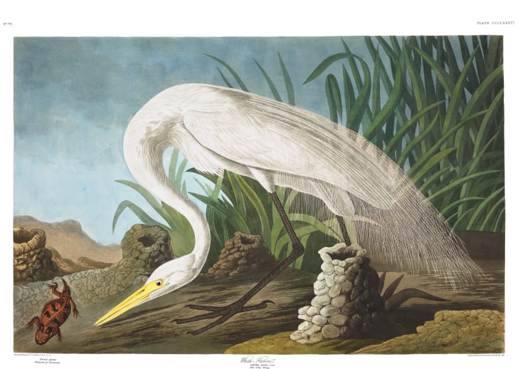 11 Facts About John James Audubon | Mental Floss