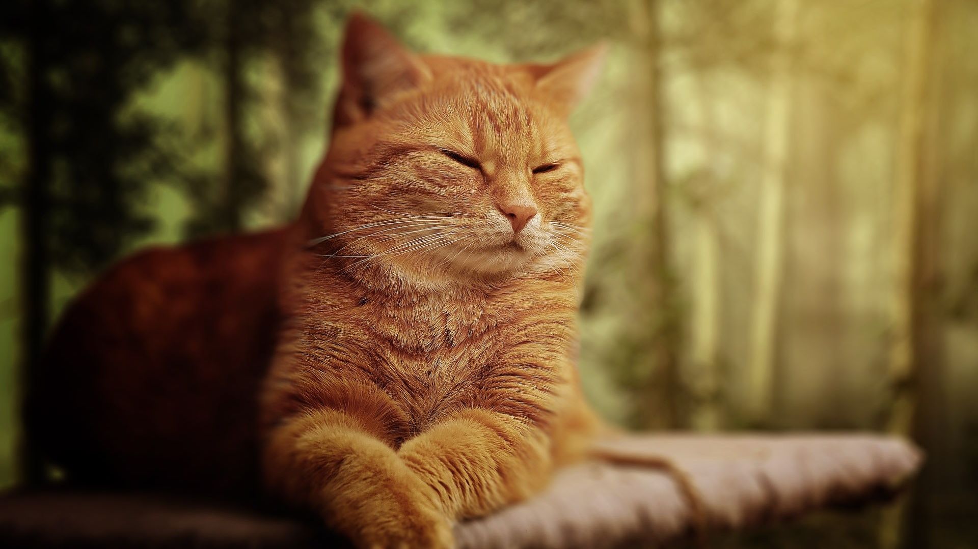 Slow-Blinking at Your Cat to Communicate | Mental Floss