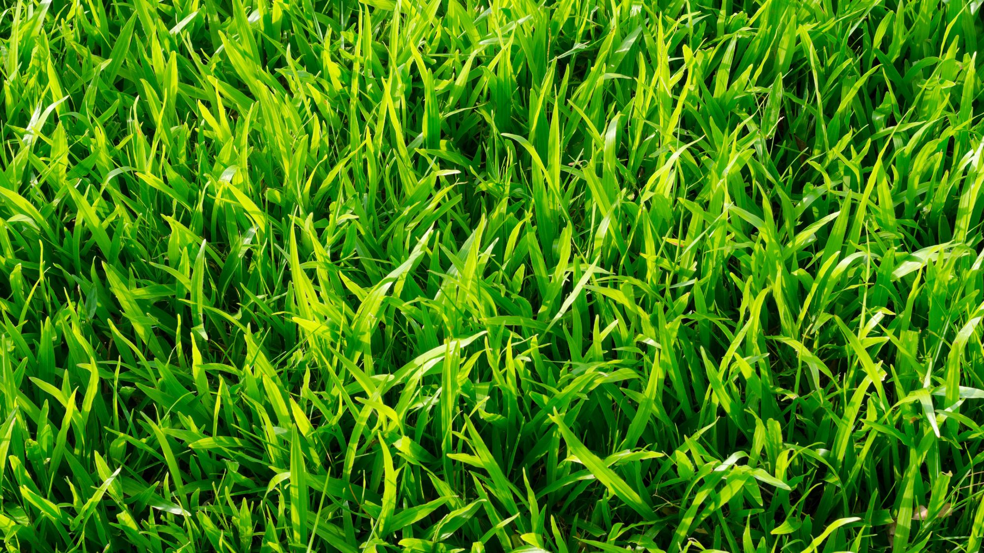Why Does Grass Make Us Itch? | Mental Floss