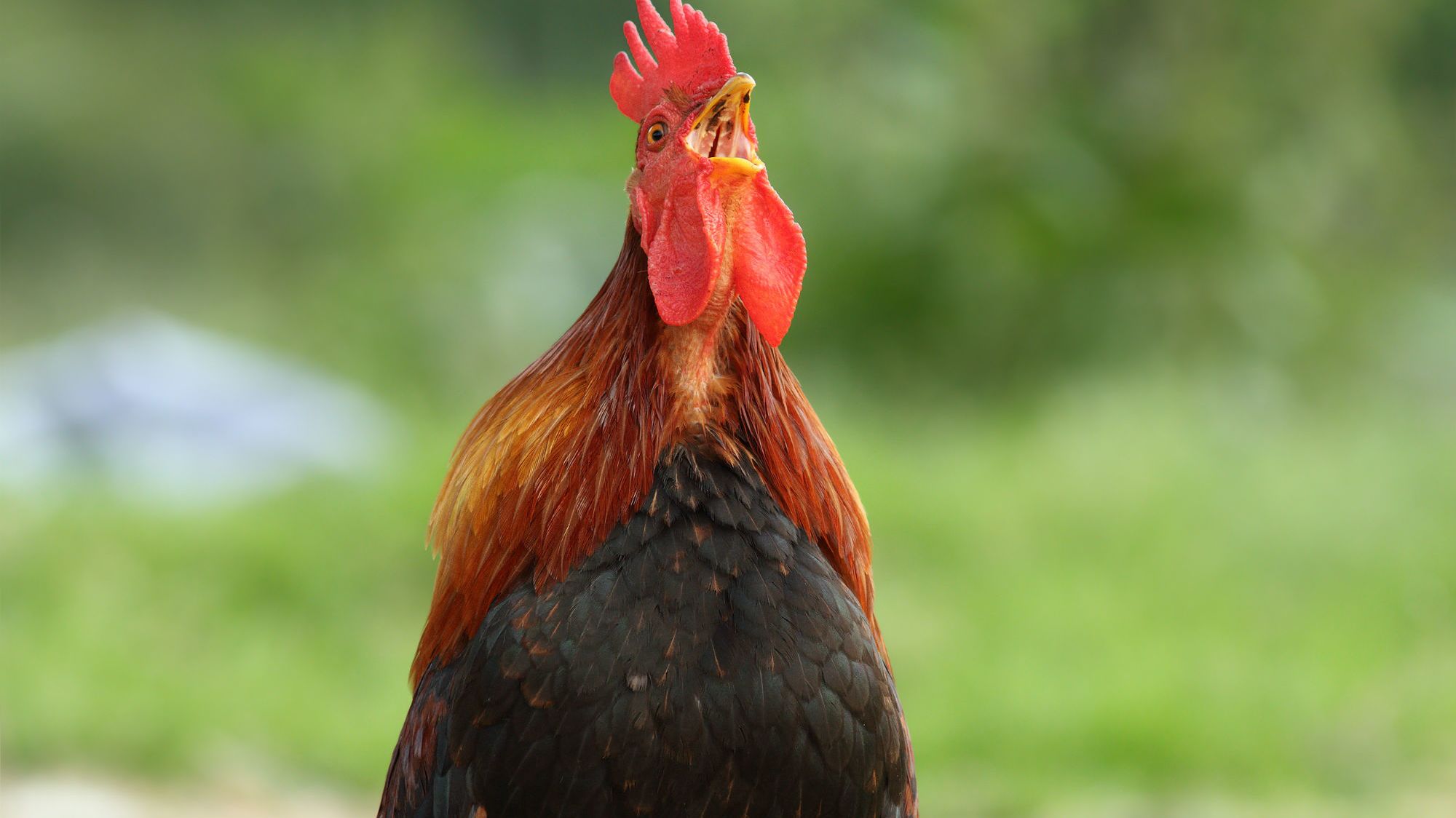 France's Maurice the Rooster Faces Noise Complaints in Court | Mental Floss