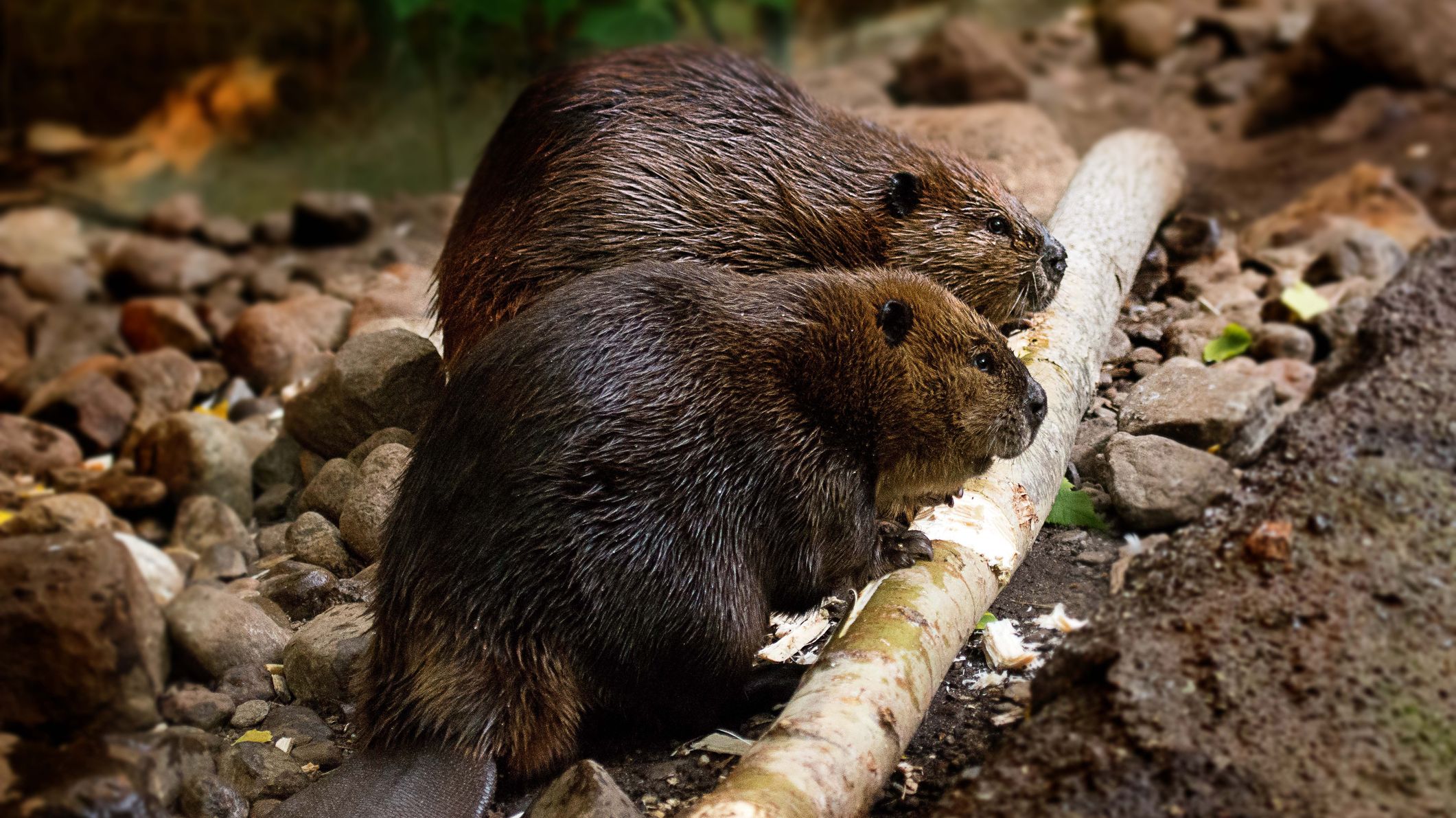 Morning Cup of Links: The Intelligent Beaver | Mental Floss