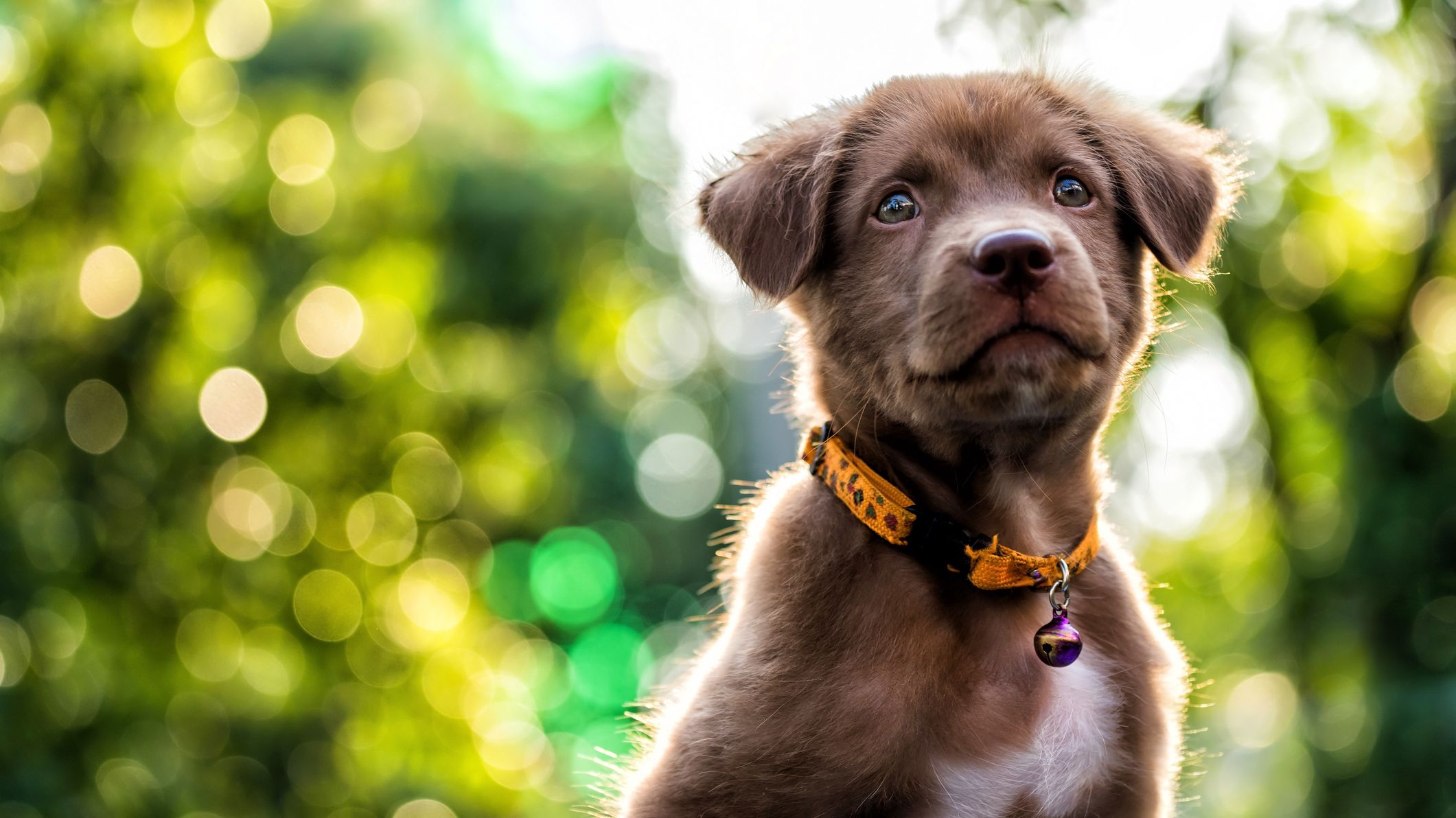 10 Essential Products Every Dog Owner Needs Mental Floss 10-essential-products-every-dog-owner-needs-mental-floss