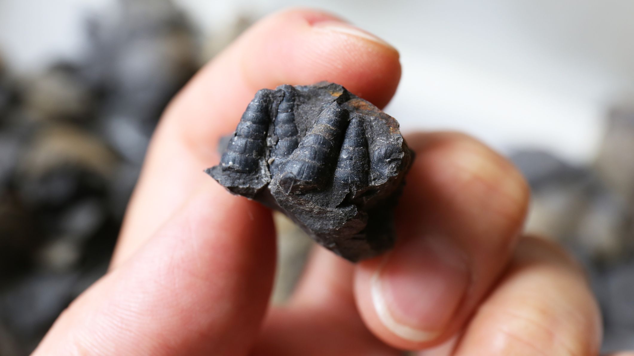 How Long Does Something Have To Be In The Ground Before It s Considered A Fossil Mental Floss how-long-does-something-have-to-be-in-the-ground-before-it-s-considered-a-fossil-mental-floss
