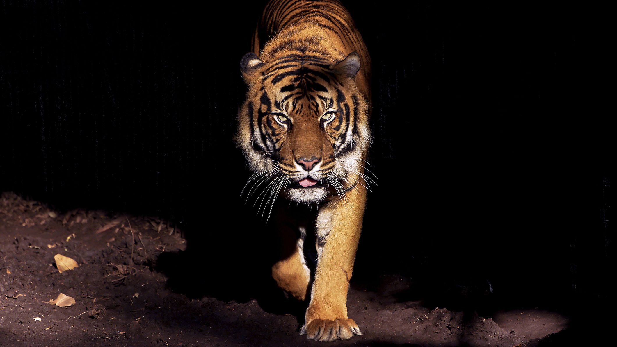 11 Fierce Facts About Tigers | Mental Floss