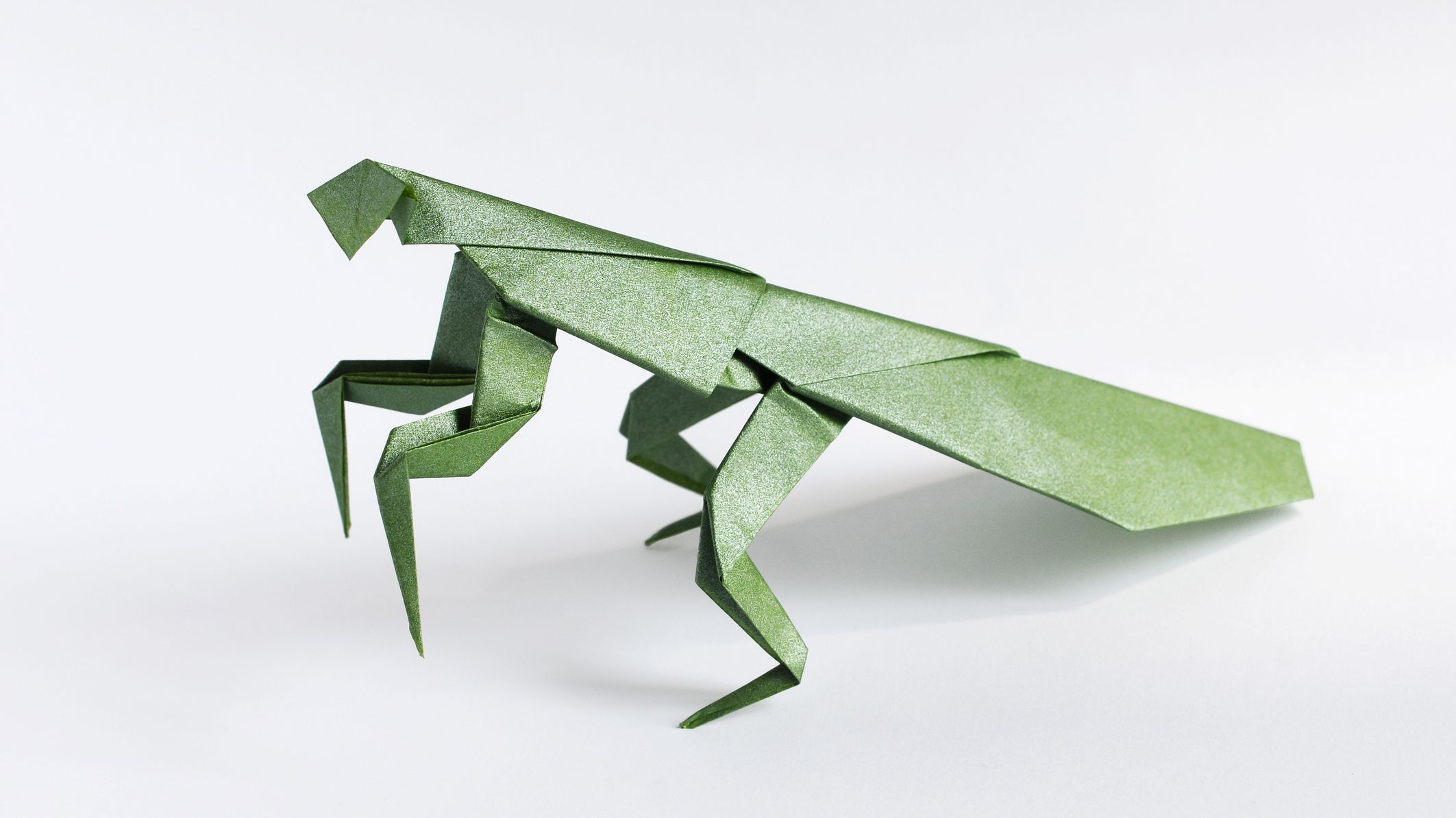 Insect Body Sections | Mental Floss