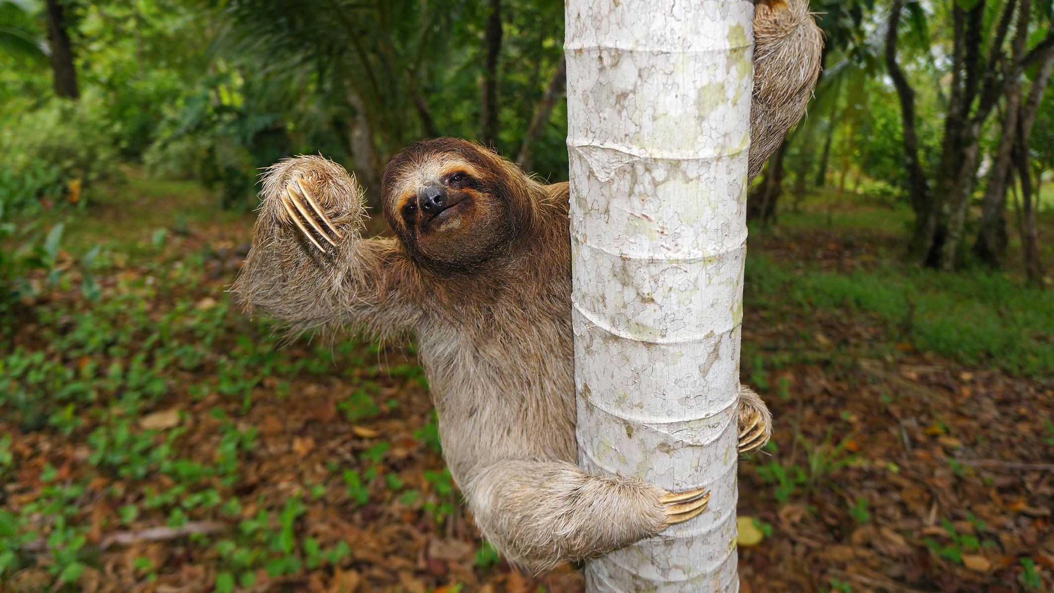 Why Pooping Can Be a Life-Threatening Experience for a Sloth | Mental Floss