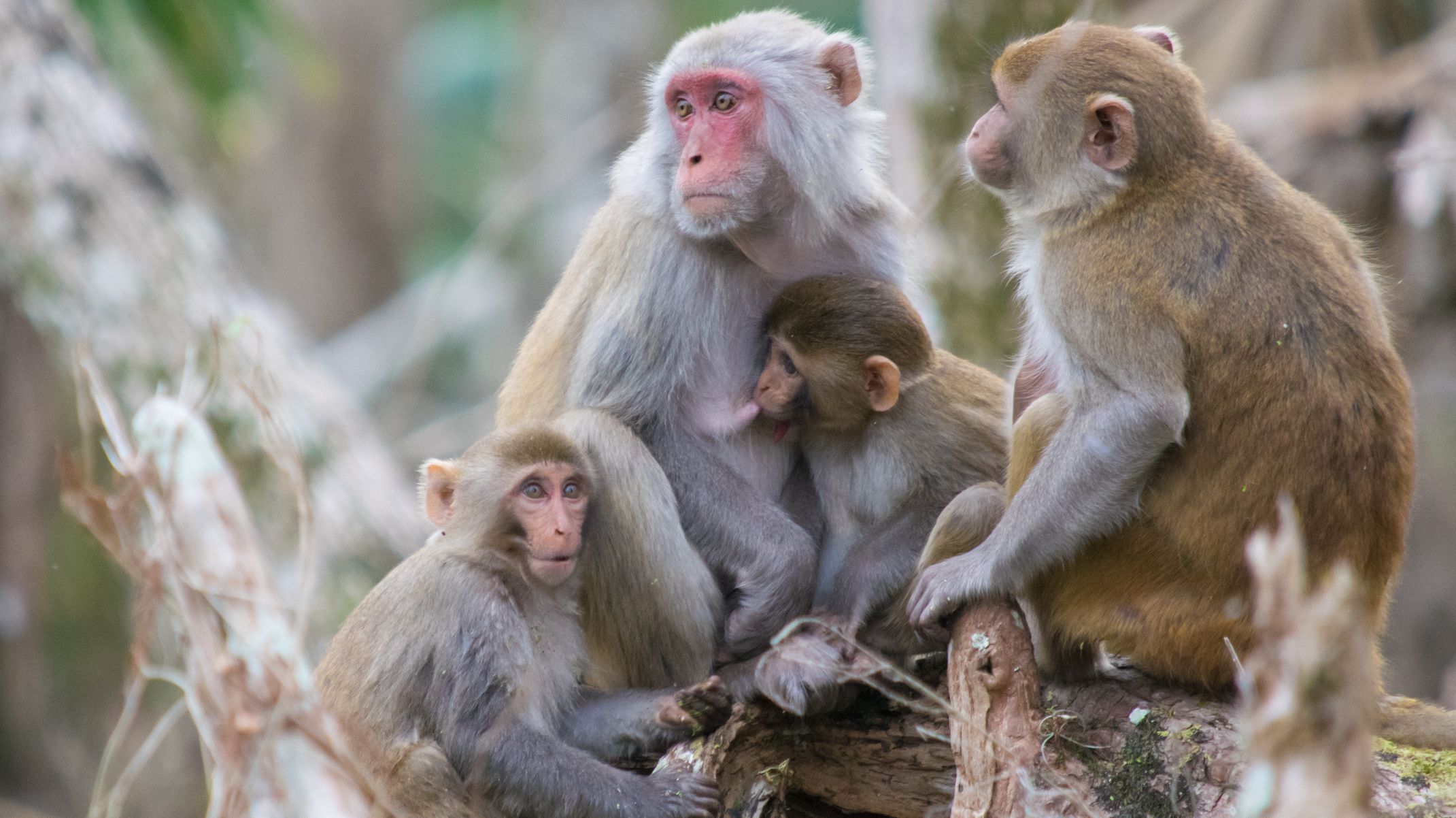 Florida Has Lots of Wild Monkeys With Herpes—and That Number Could ...