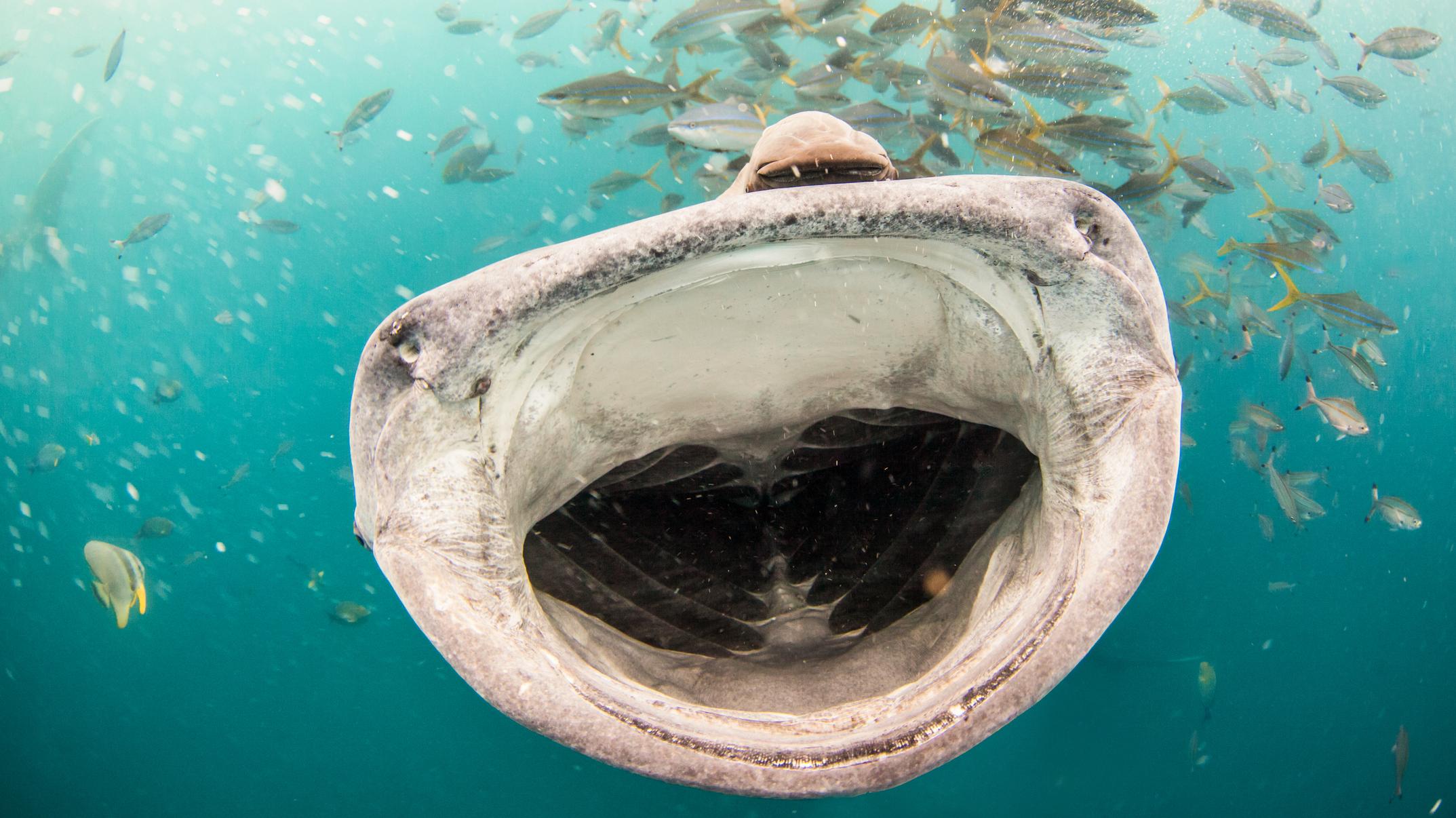 Five Big Sharks That Help Keep Our Oceans Healthy Mental Floss Five Big Sharks That Help Keep Our Oceans Healthy Mental Floss