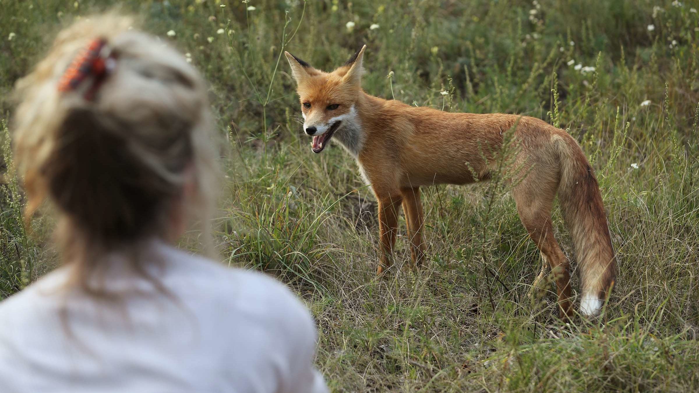 Chernobyl’s Rare Animal Species Appear to Be Thriving | Mental Floss