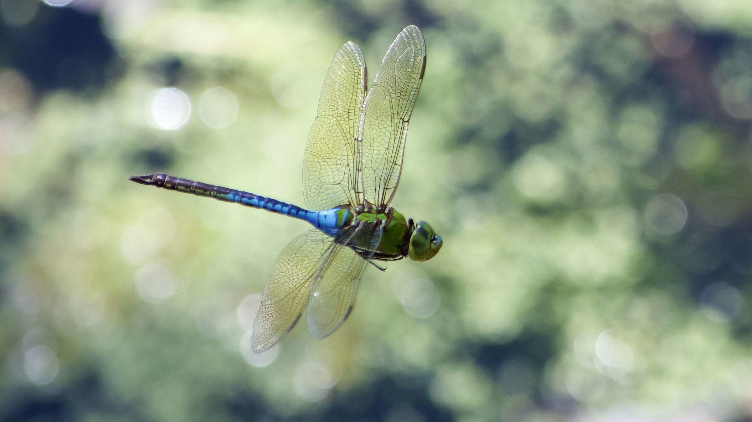 Massive Swarms of Migrating Dragonflies Are So Large They’re Popping Up ...