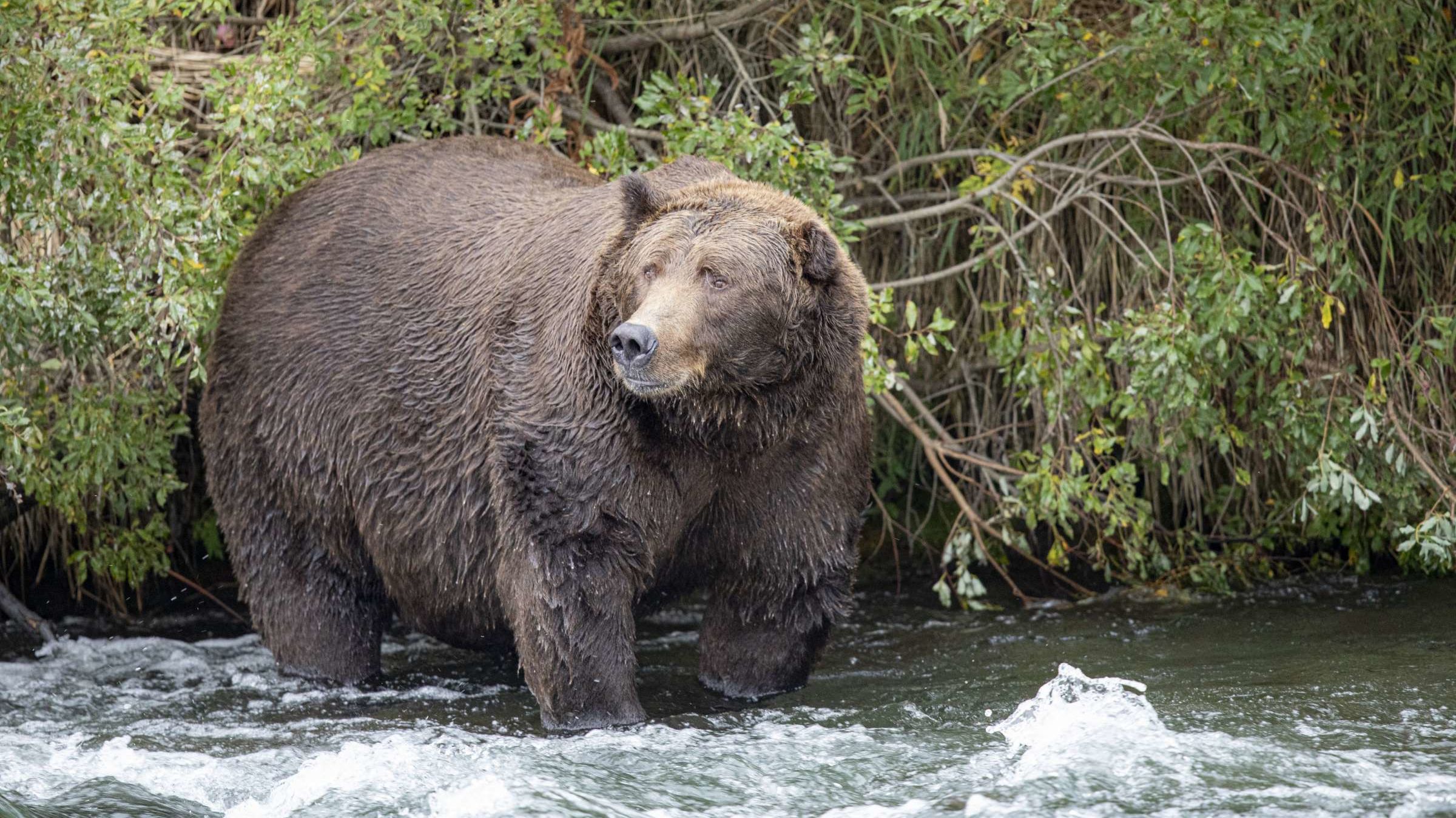 Katmai National Park Fat Bear Week 2020 | Mental Floss
