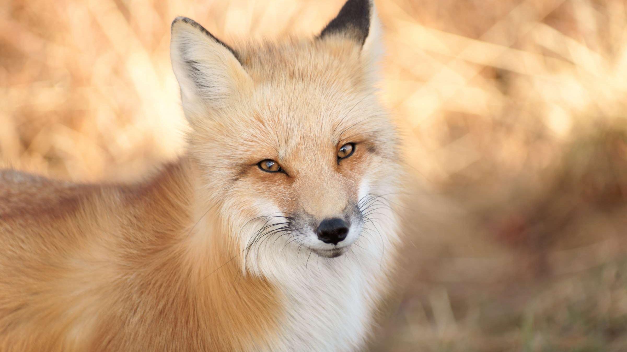 25 Fascinating Facts About Foxes Mental Floss 25 Fascinating Facts About Foxes Mental Floss
