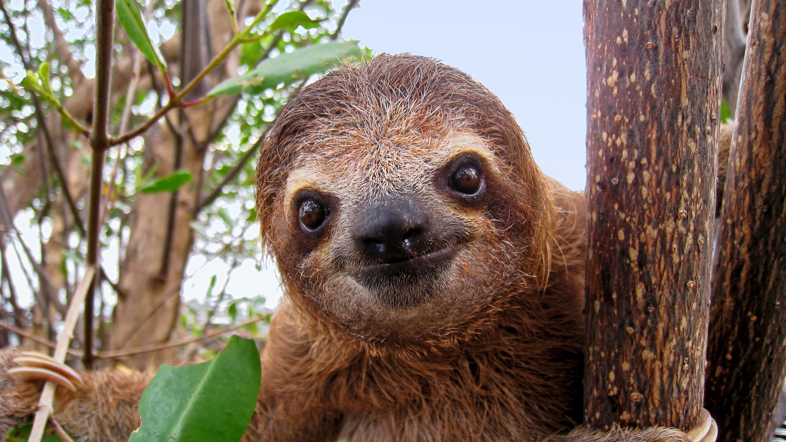 Slothen Bräu: The Los Angeles Zoo’s Resident Sloth Just Helped Develop ...