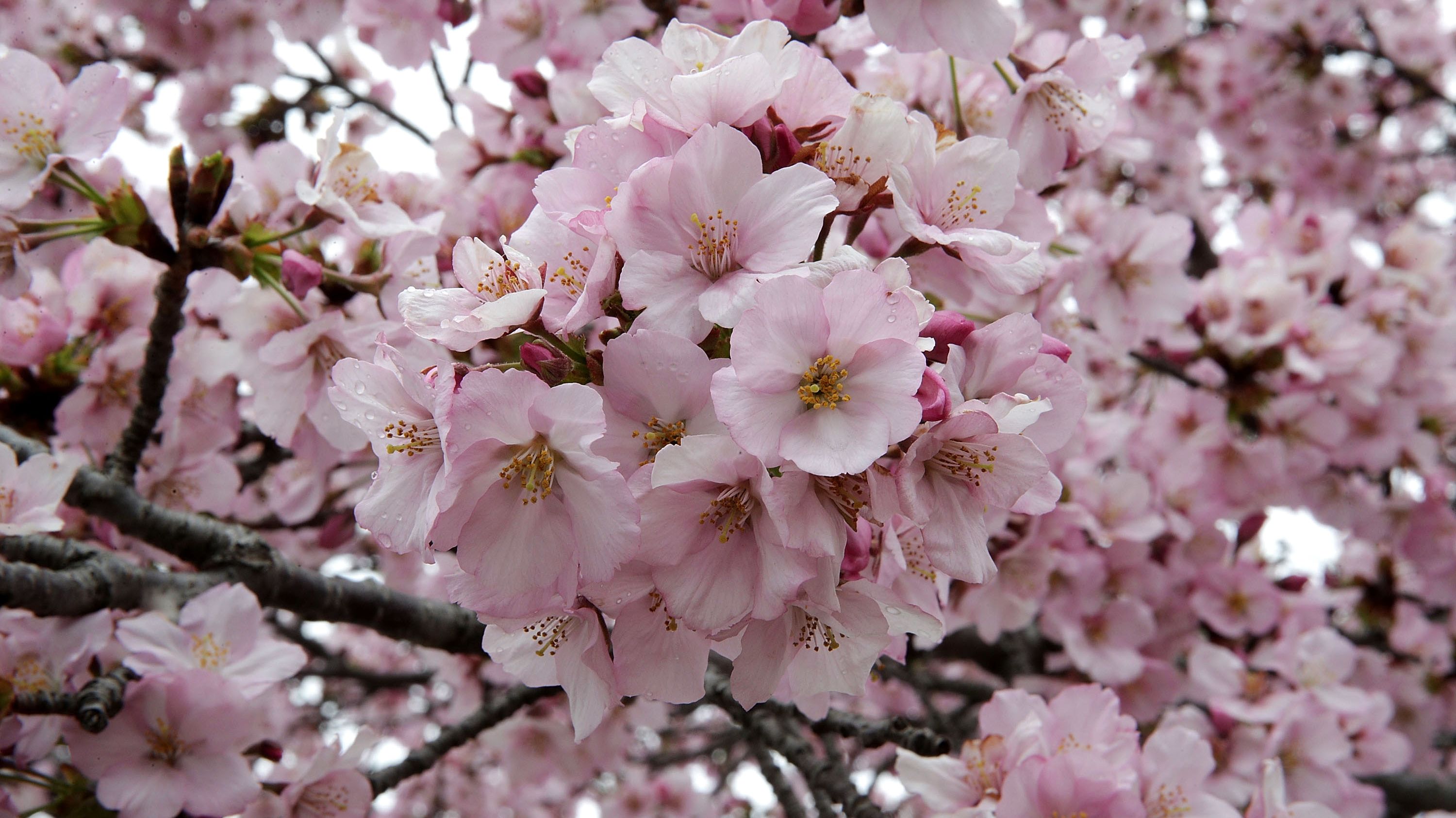 How Al Capone Thanked the Hospital That Treated His Syphilis | Mental Floss
