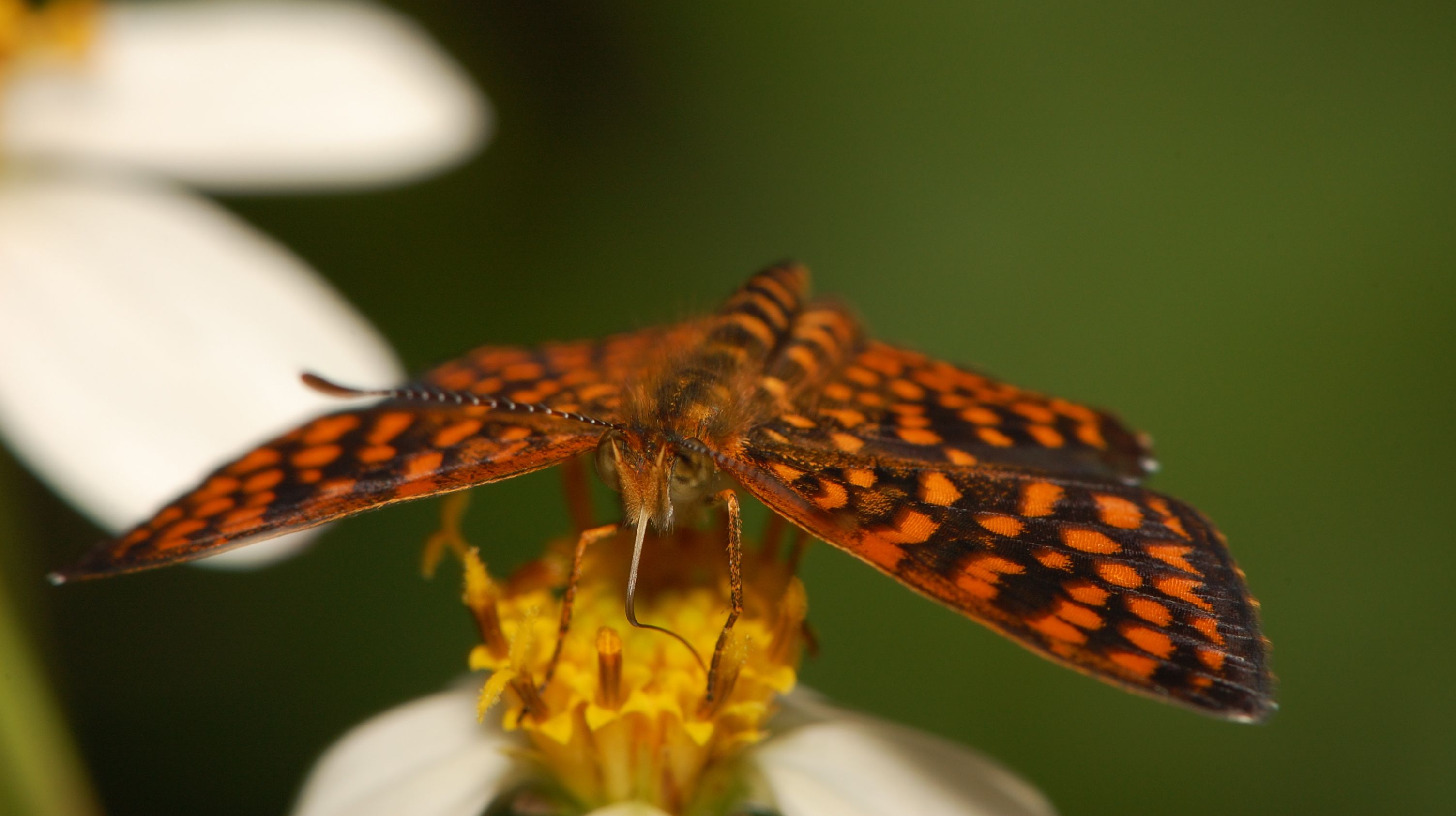 New Study Reveals 'Hyper-Alarming' Decline of Rainforest Insect ... New Study Reveals 'Hyper-Alarming' Decline of Rainforest Insect ...