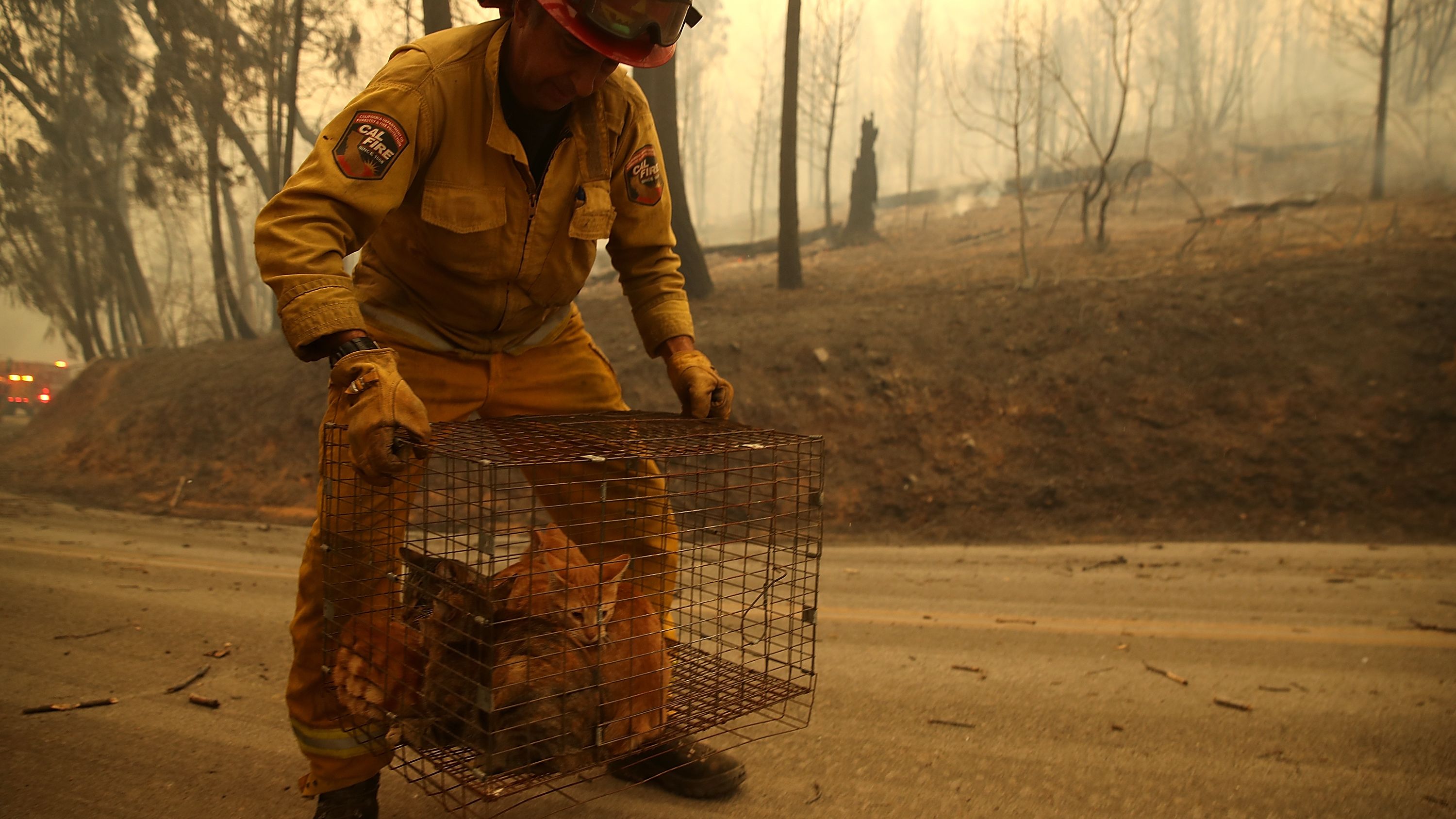 5 Ways You Can Help Californias Wildfire Victims Mental Floss