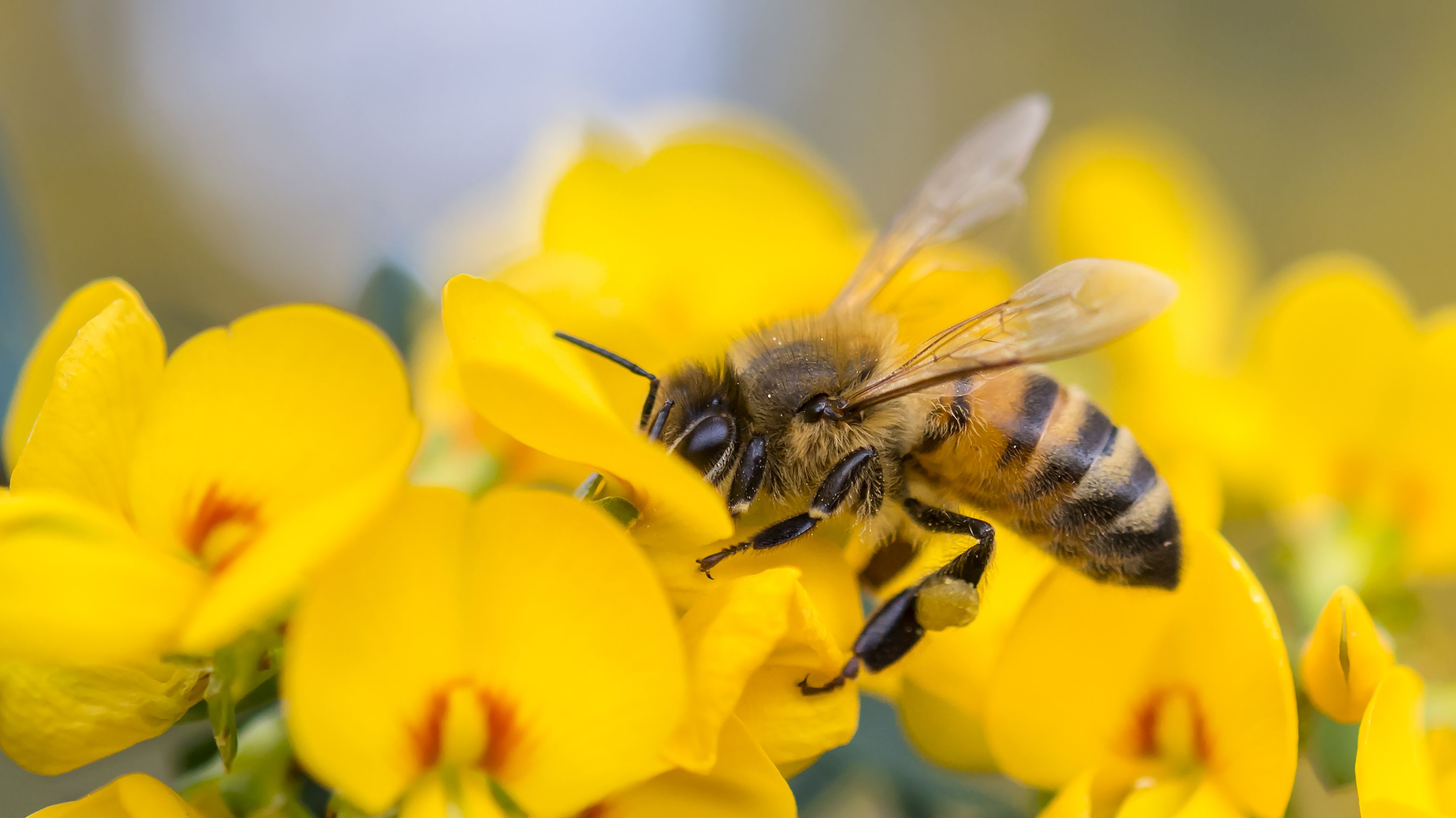 These Fake Flowers Could Help Scientists Study At-Risk Bees | Mental Floss
