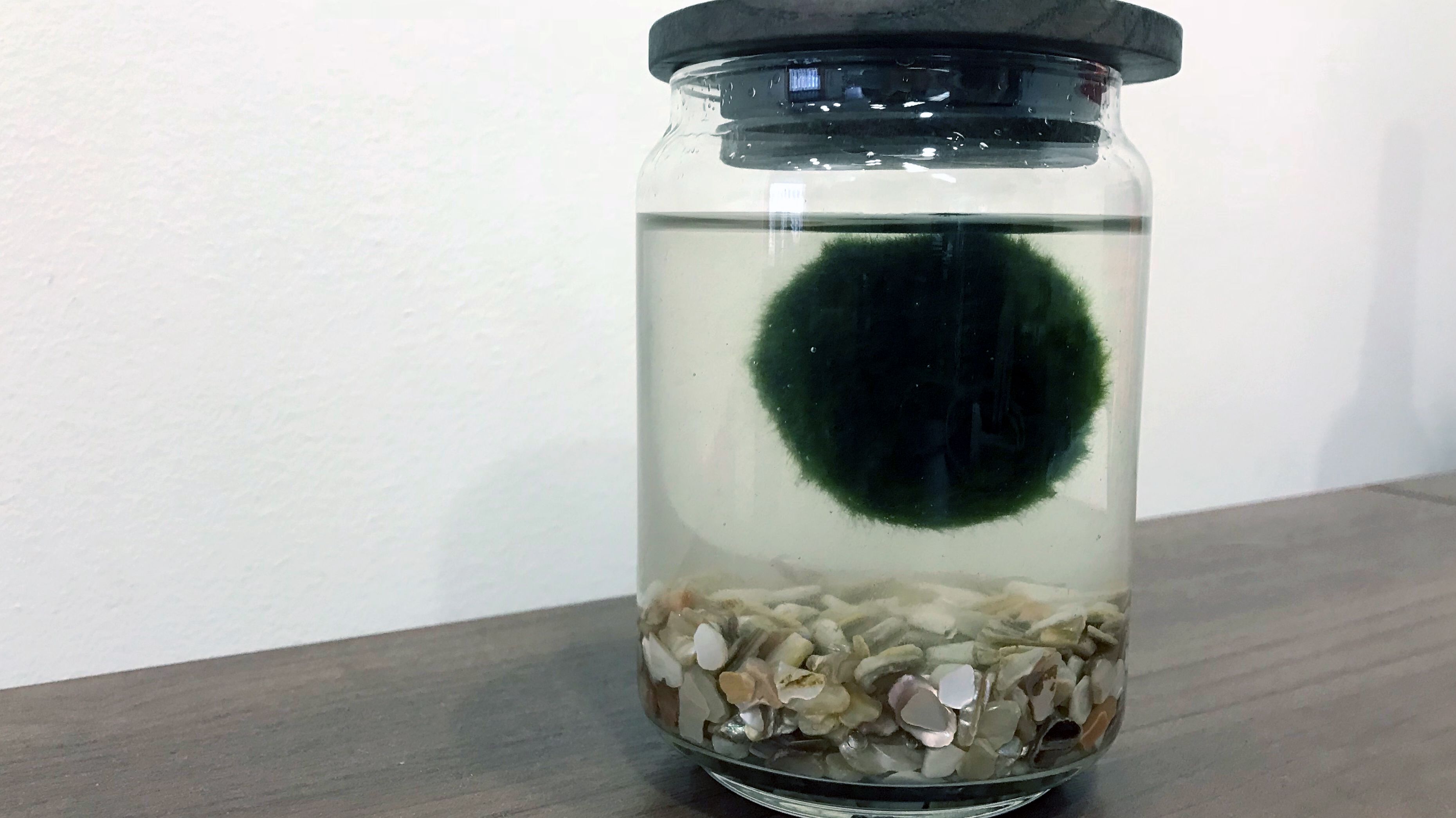 Scientists Have Figured Out Why Marimo Balls Float—But Only During the ... Scientists Have Figured Out Why Marimo Balls Float—But Only During the ...