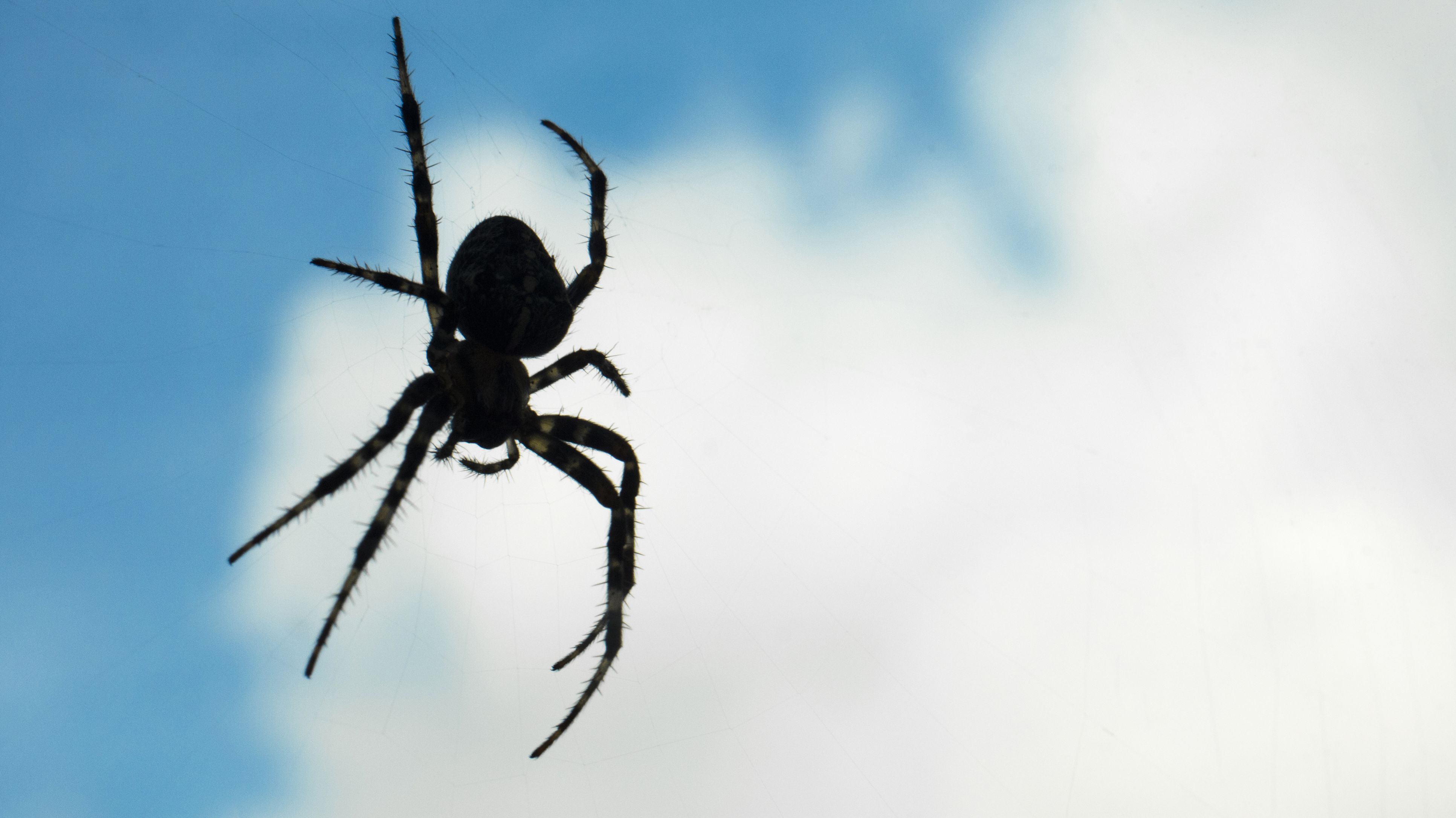 How Spiders Surf the Wind For Miles on Strands of Silk | Mental Floss