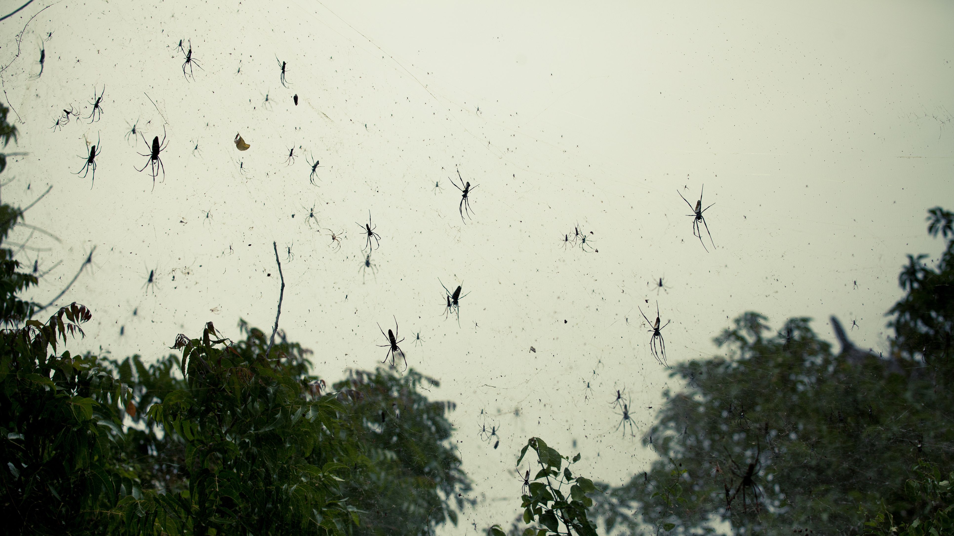 It 'Rained' Spiders in Brazil Last Week—and You Can Watch It If You ...