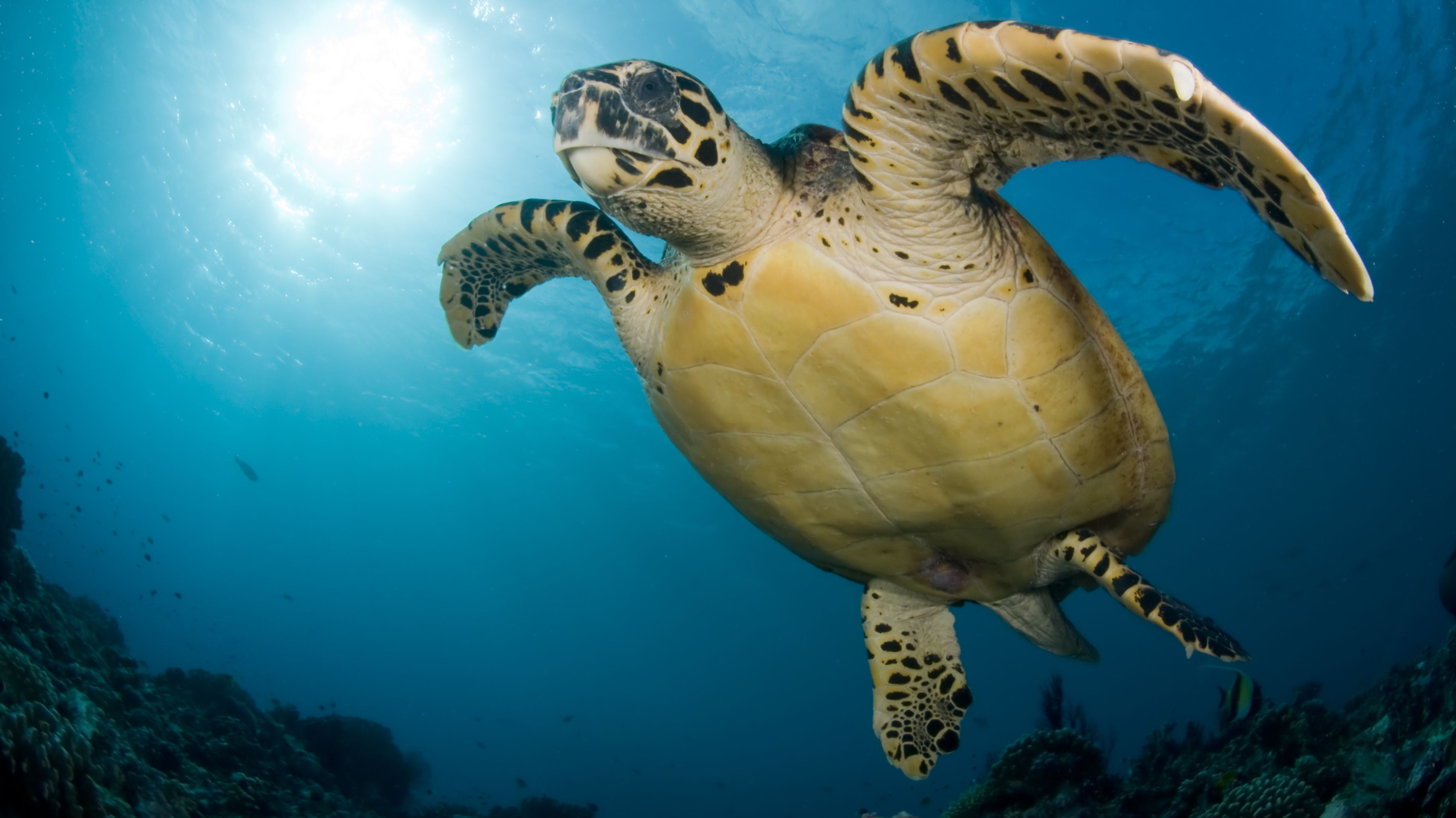 survey-finds-microplastics-in-the-guts-of-all-seven-sea-turtle-species