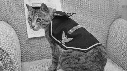 6 Heroic Military Cats | Mental Floss