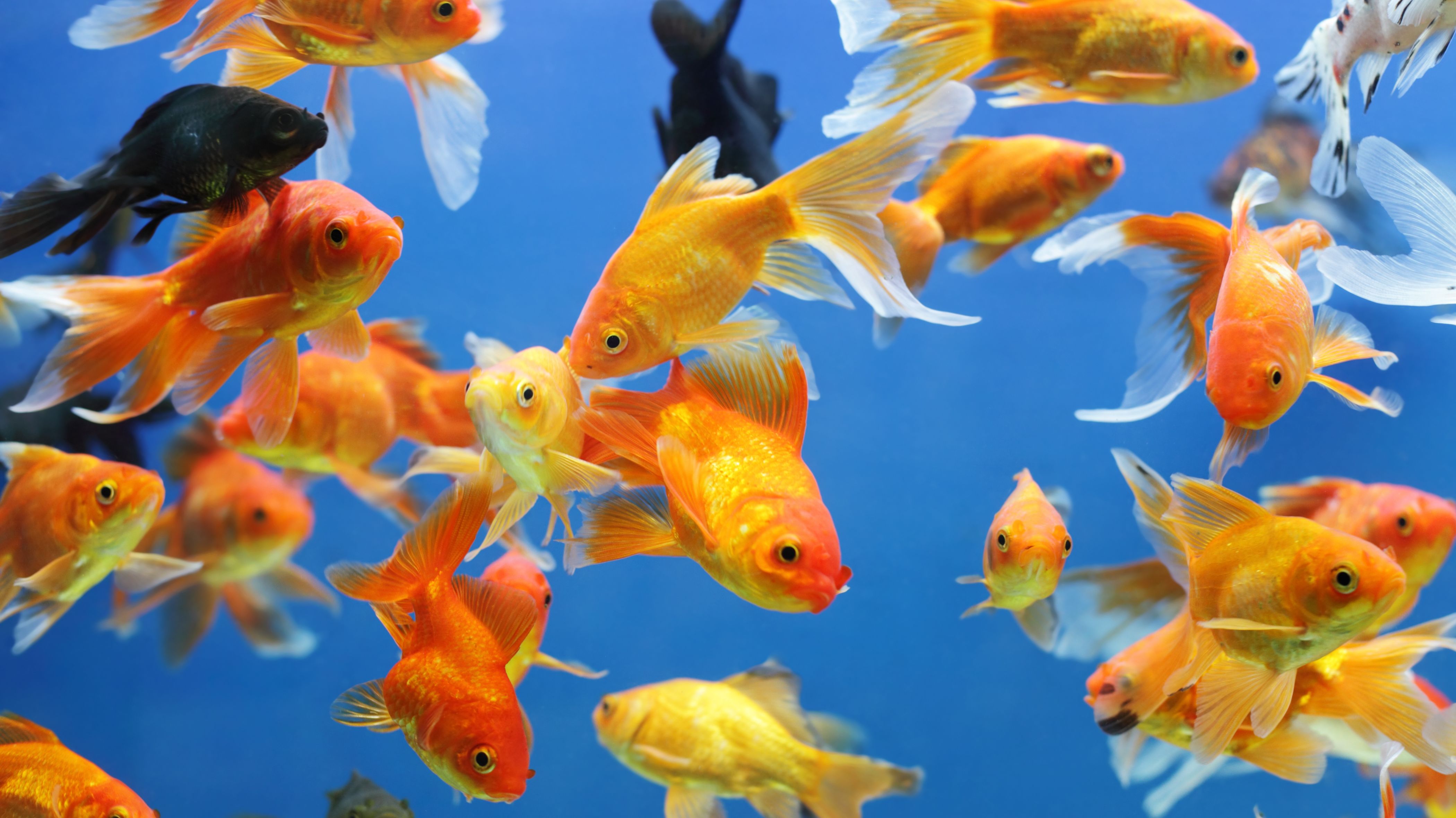 The Paris Aquarium Is Home to a Massive Rescued Goldfish Sanctuary ...