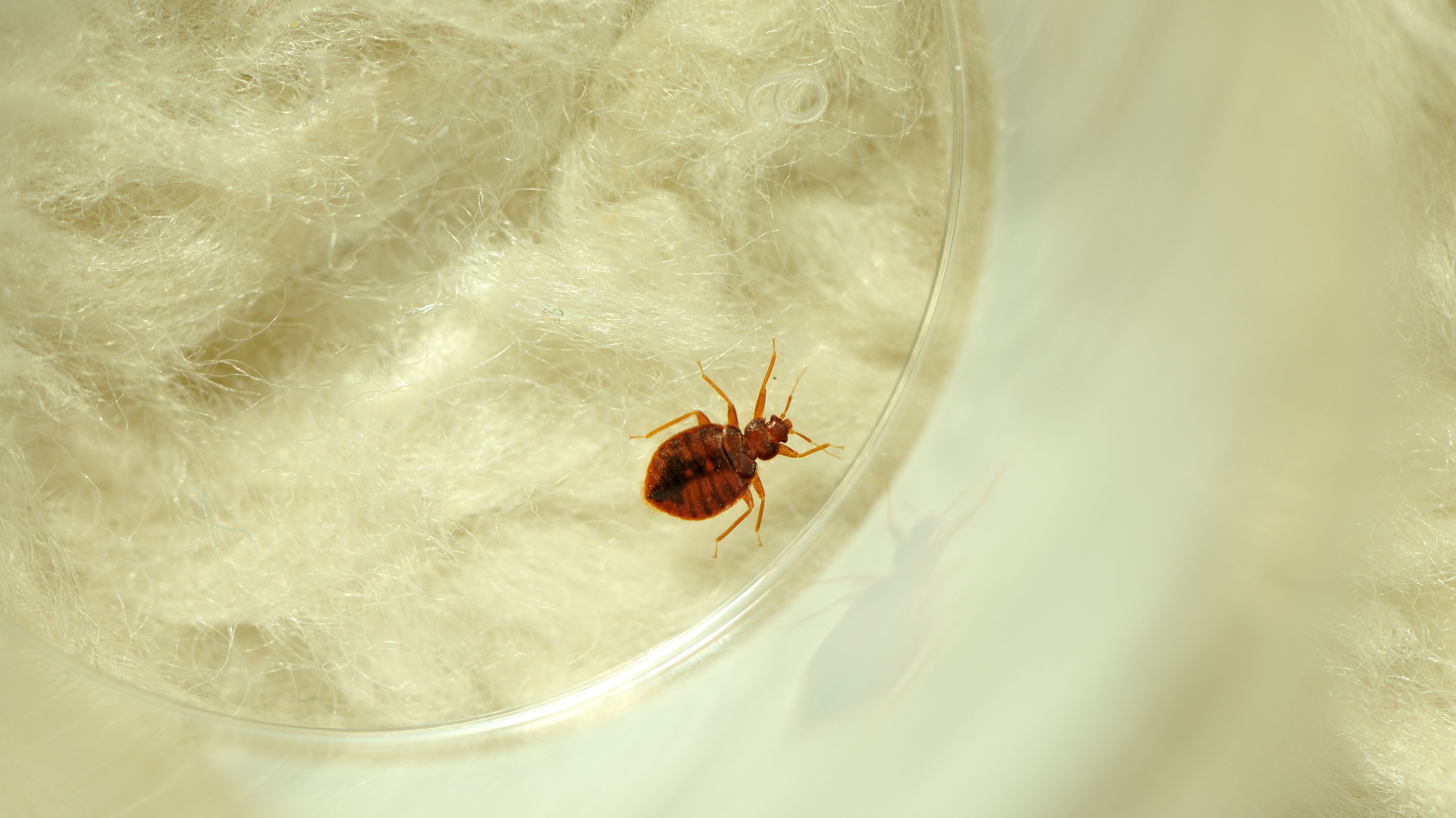 9 Myths About Bed Bugs, Debunked | Mental Floss