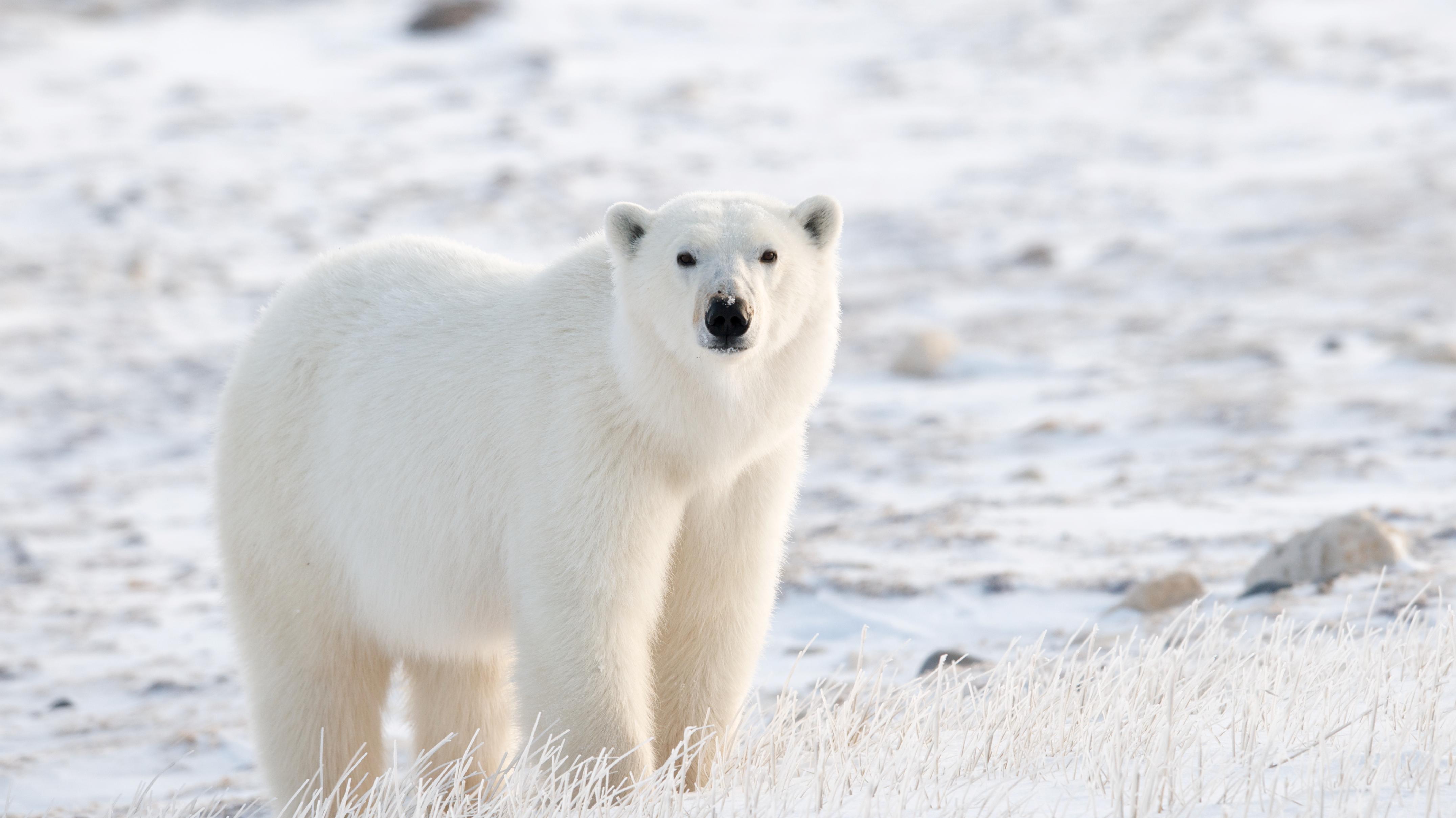 Polar Bear Invasion In Arctic Russian Village Prompts State Of Polar Bear Invasion In Arctic Russian Village Prompts State Of