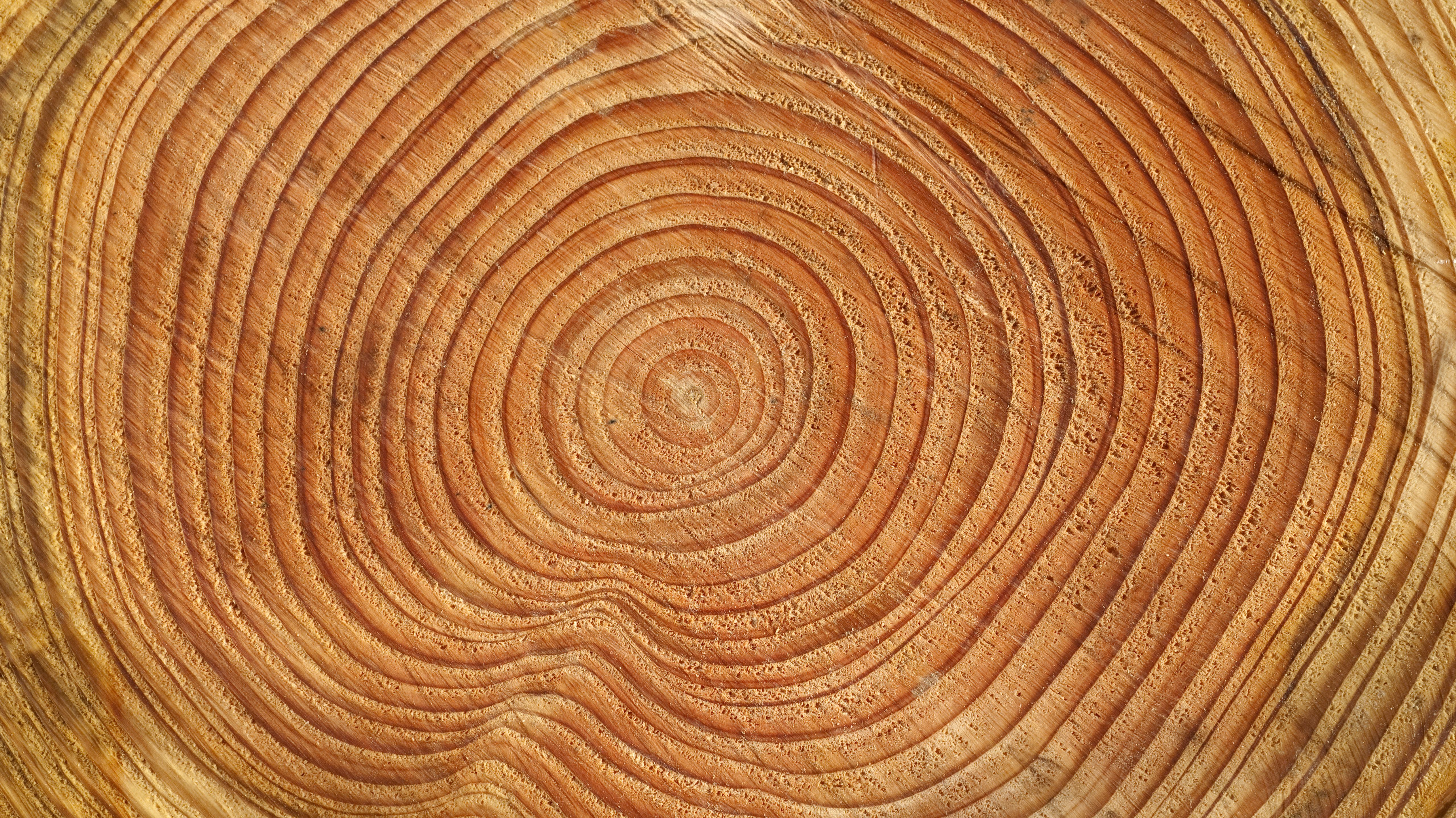 Why Some Trees in Norway Are Missing Their Rings | Mental Floss