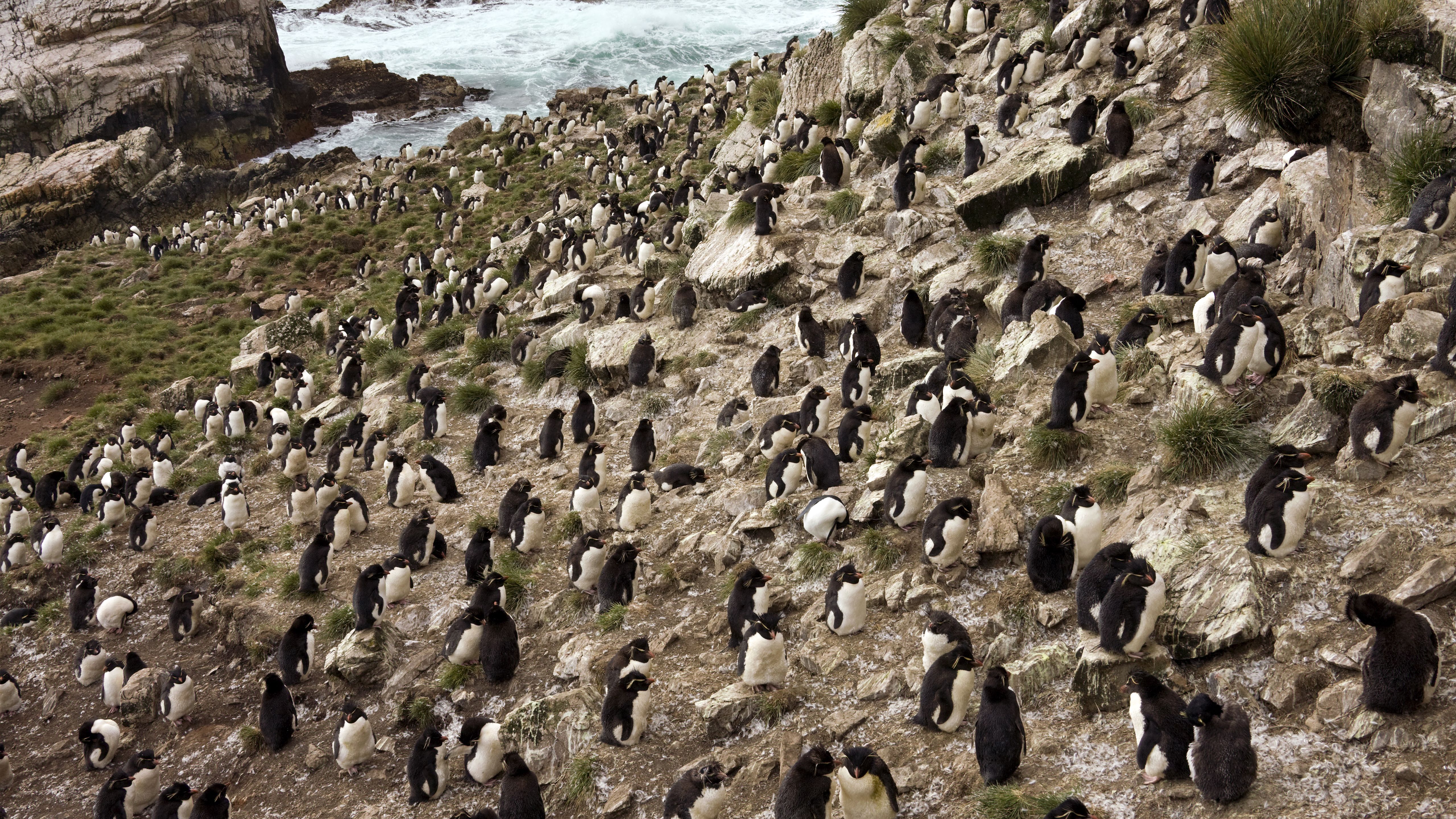 This Island Full Of Penguins Can Be Yours For The Right Price Mental this-island-full-of-penguins-can-be-yours-for-the-right-price-mental