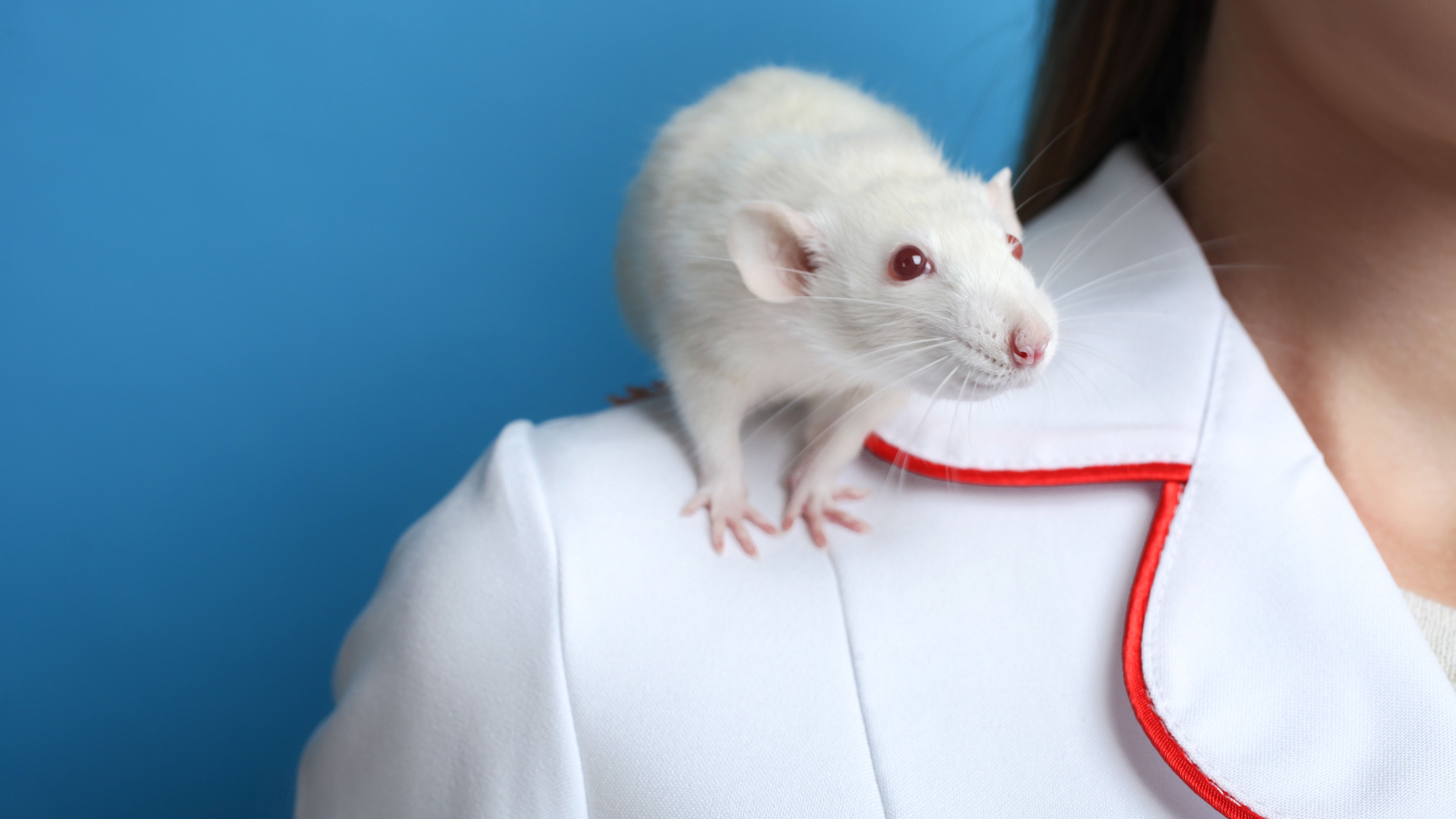 Female Lab Rats Are The Victims Of Gender Bias Too Mental Floss