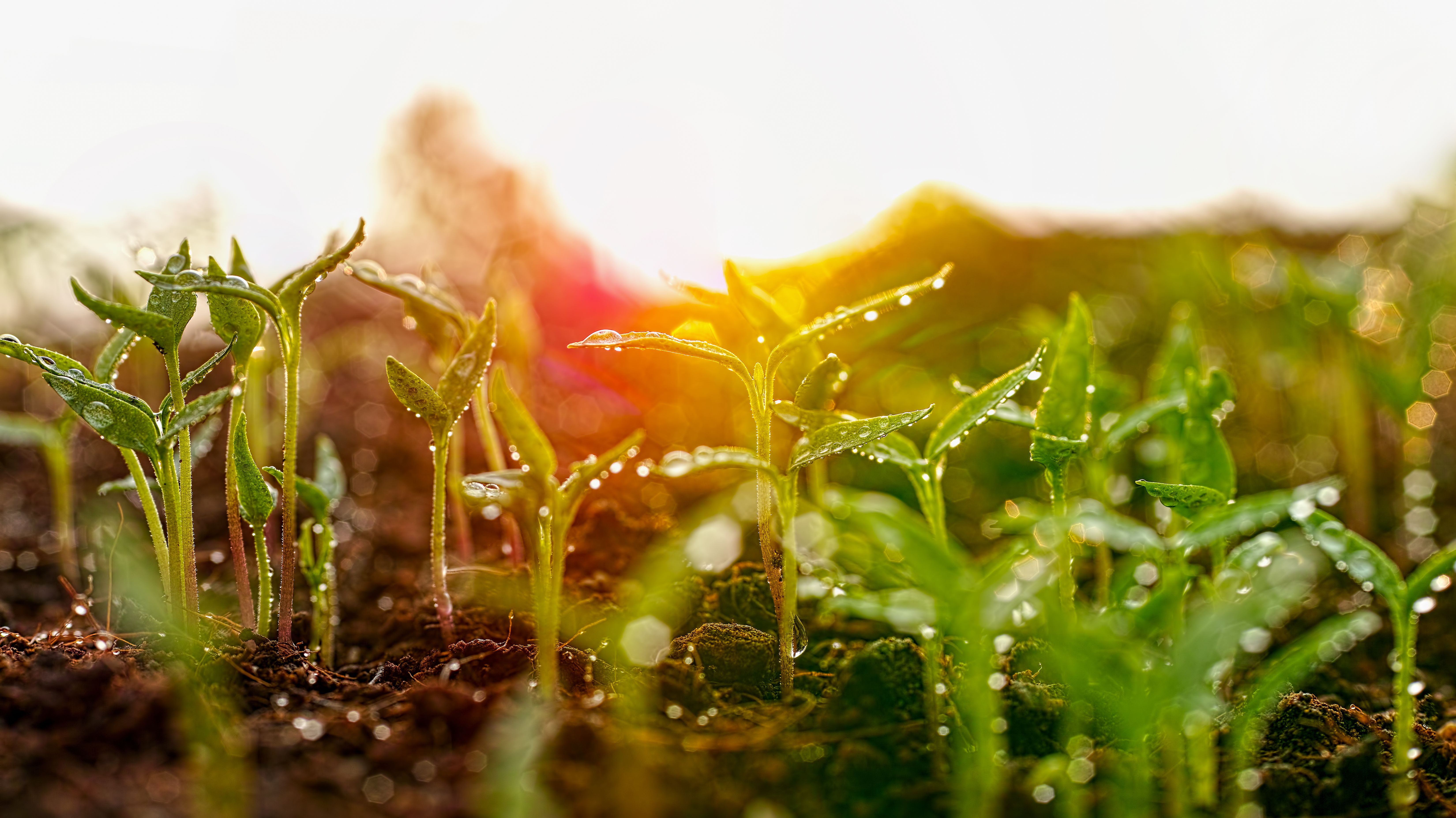The Chemistry Behind The Smell Of Rain Mental Floss the-chemistry-behind-the-smell-of-rain-mental-floss