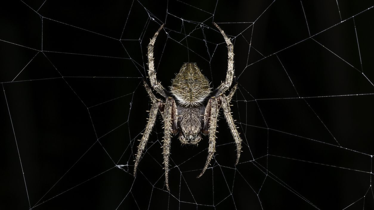 Watch a Spider Weave An Intricate Web in Less Than 5 Minutes | Mental Floss