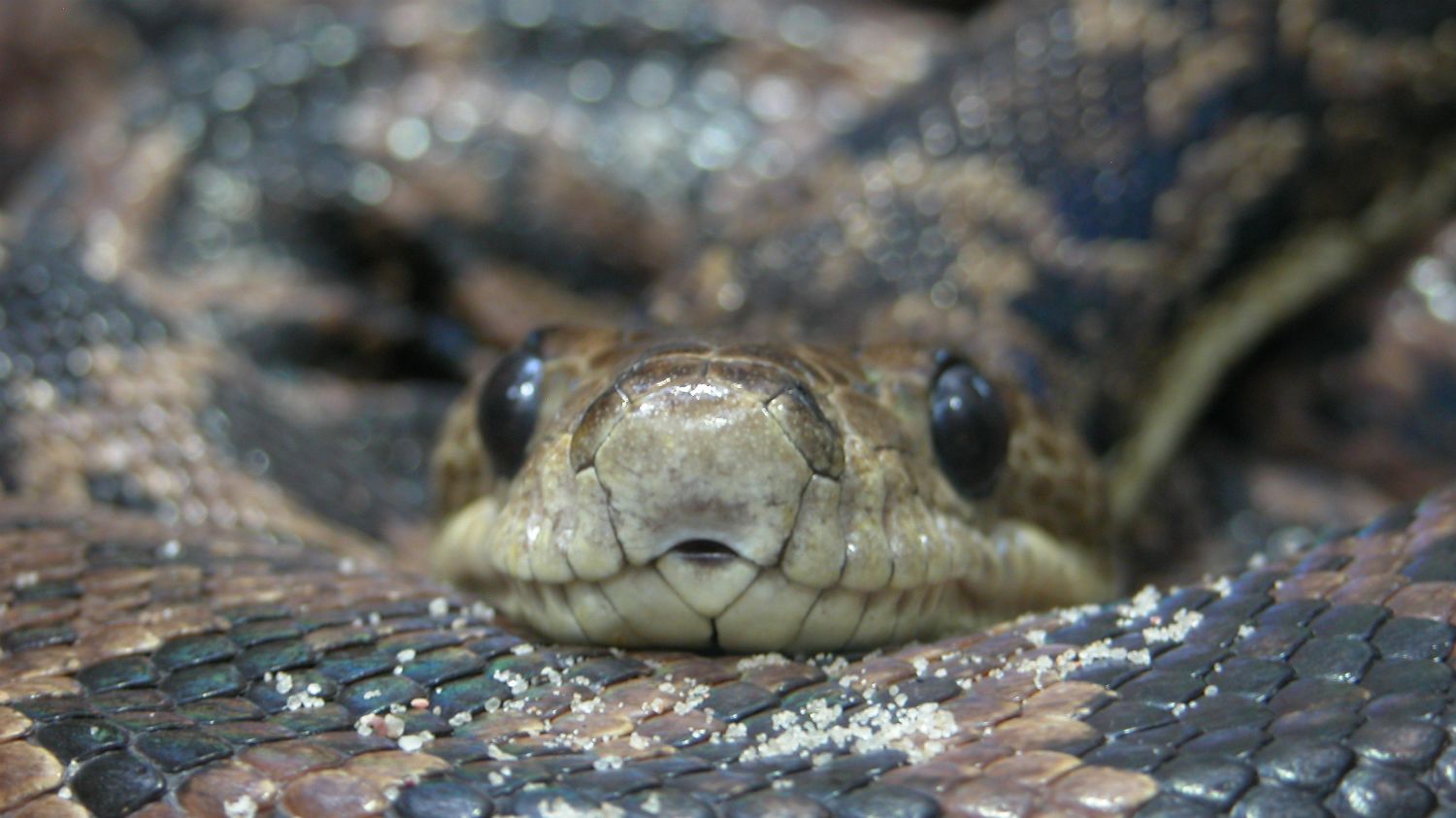 Boa Constrictors Form Hunting Parties and We’re Totally Fine with That ...