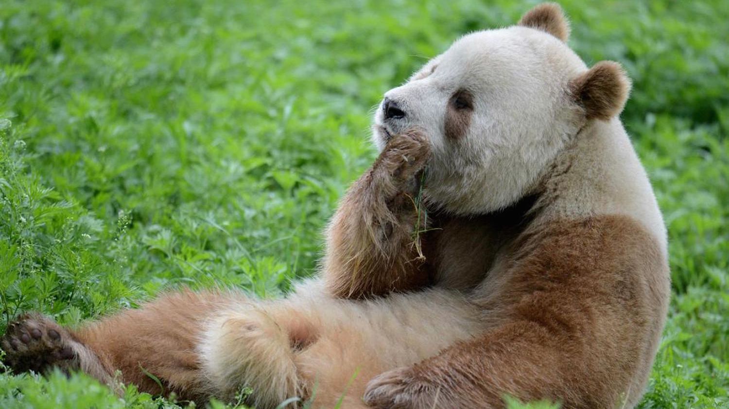 What Gives Qizai the Brown Panda His Unique Color? | Mental Floss