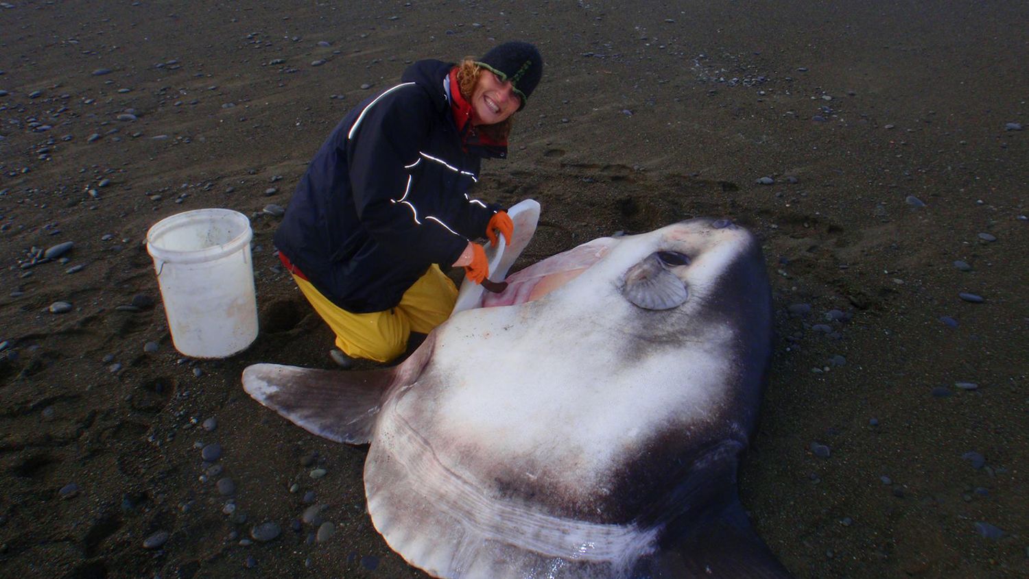 Australian Scientists Discover First New Species of Sunfish in 125 ...