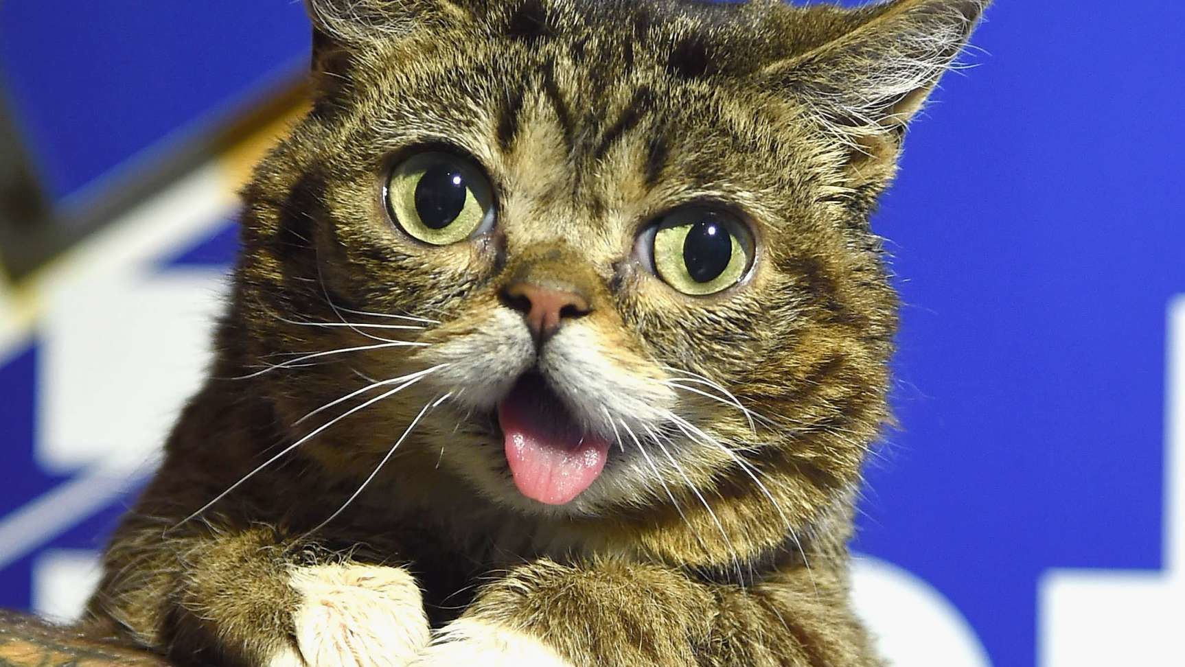 Lil Bub Cat Facts | Mental Floss