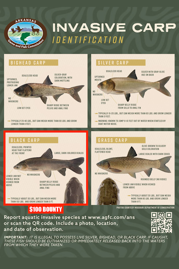 Get Paid to Catch Black Carp | Invasive Carp Fishing Bounty