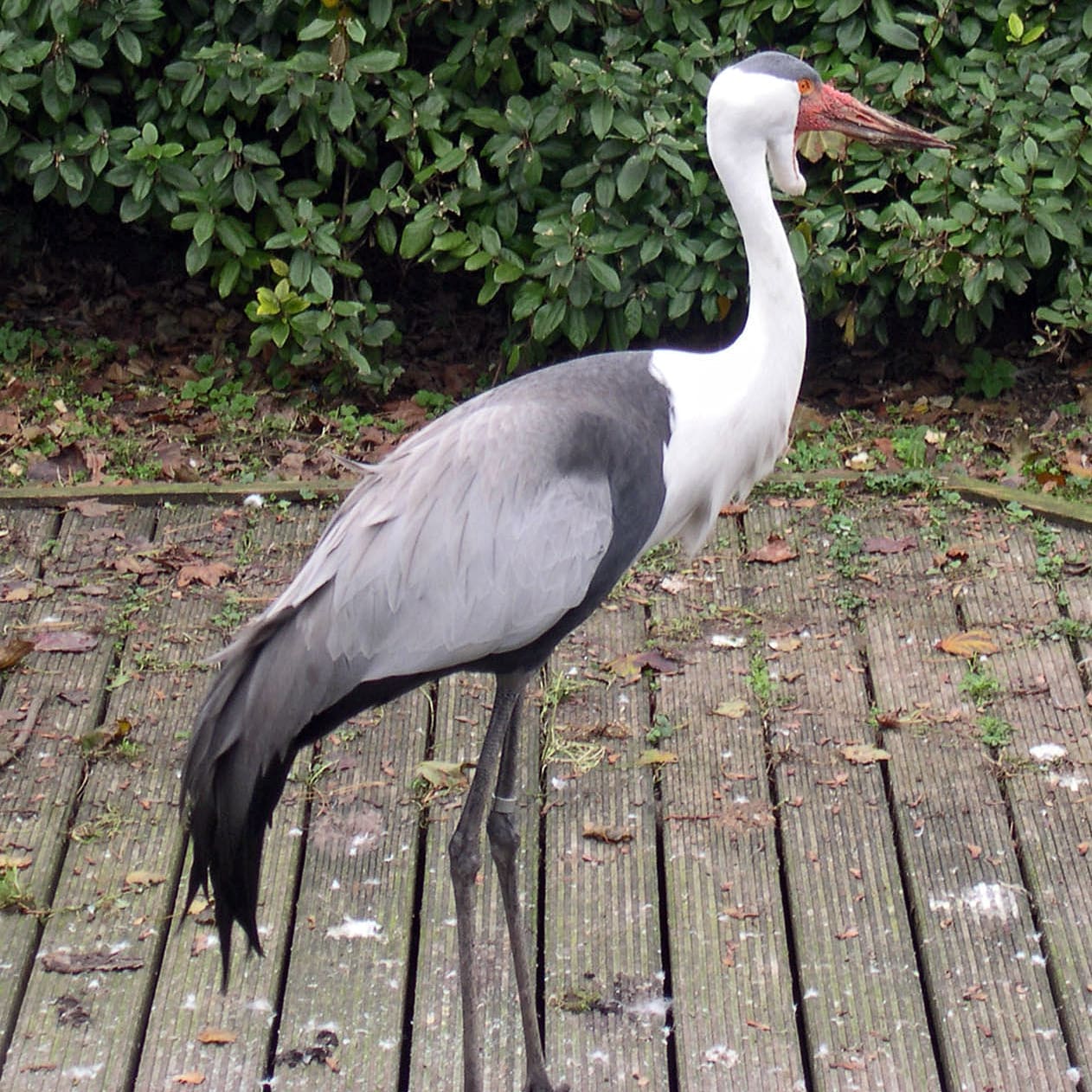 funny binomial names