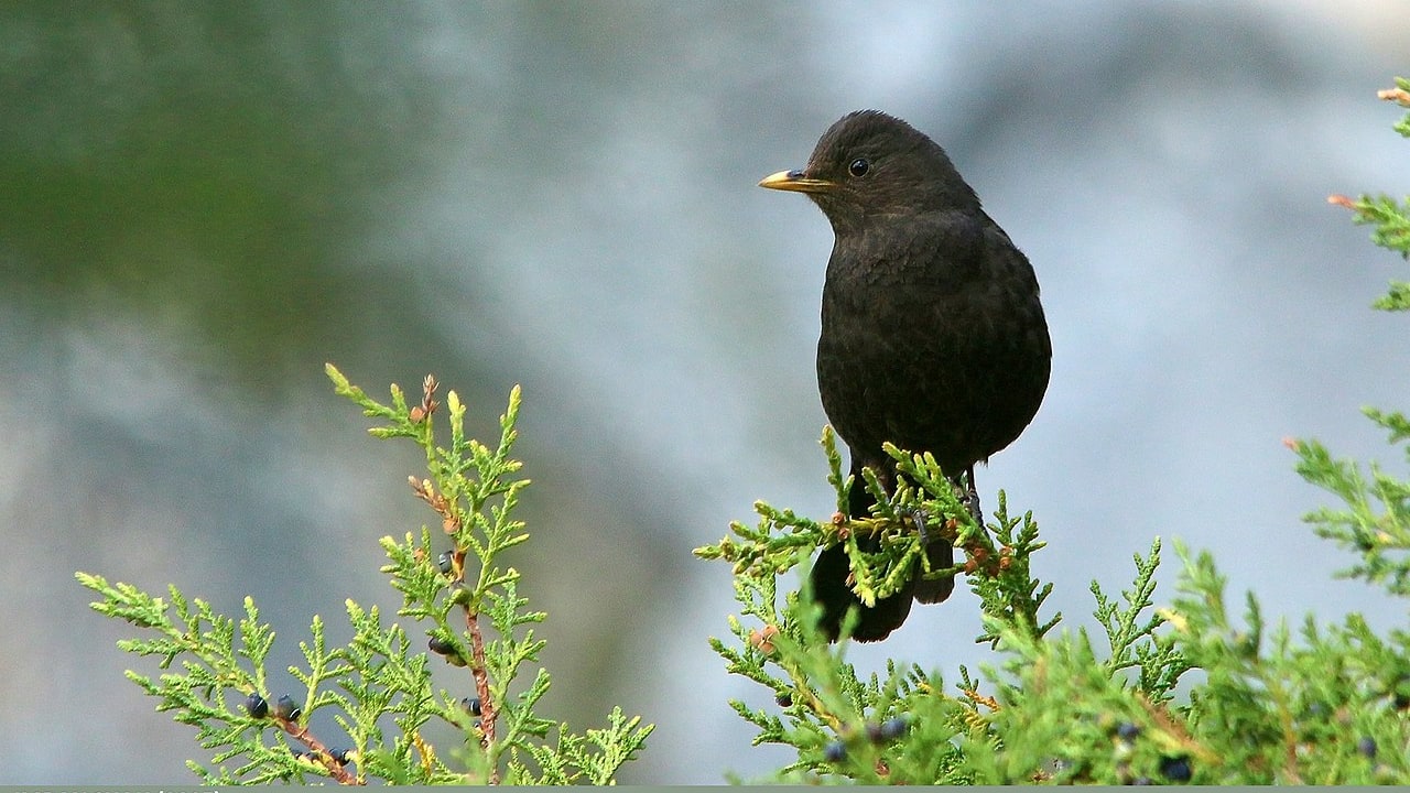 funny binomial names