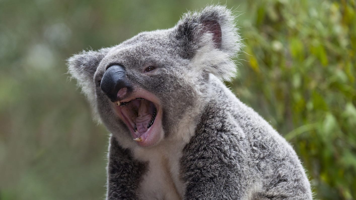 koala crying sound
