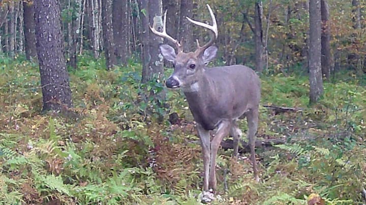 Mixing deer season with various Arkansas sports what makes state special