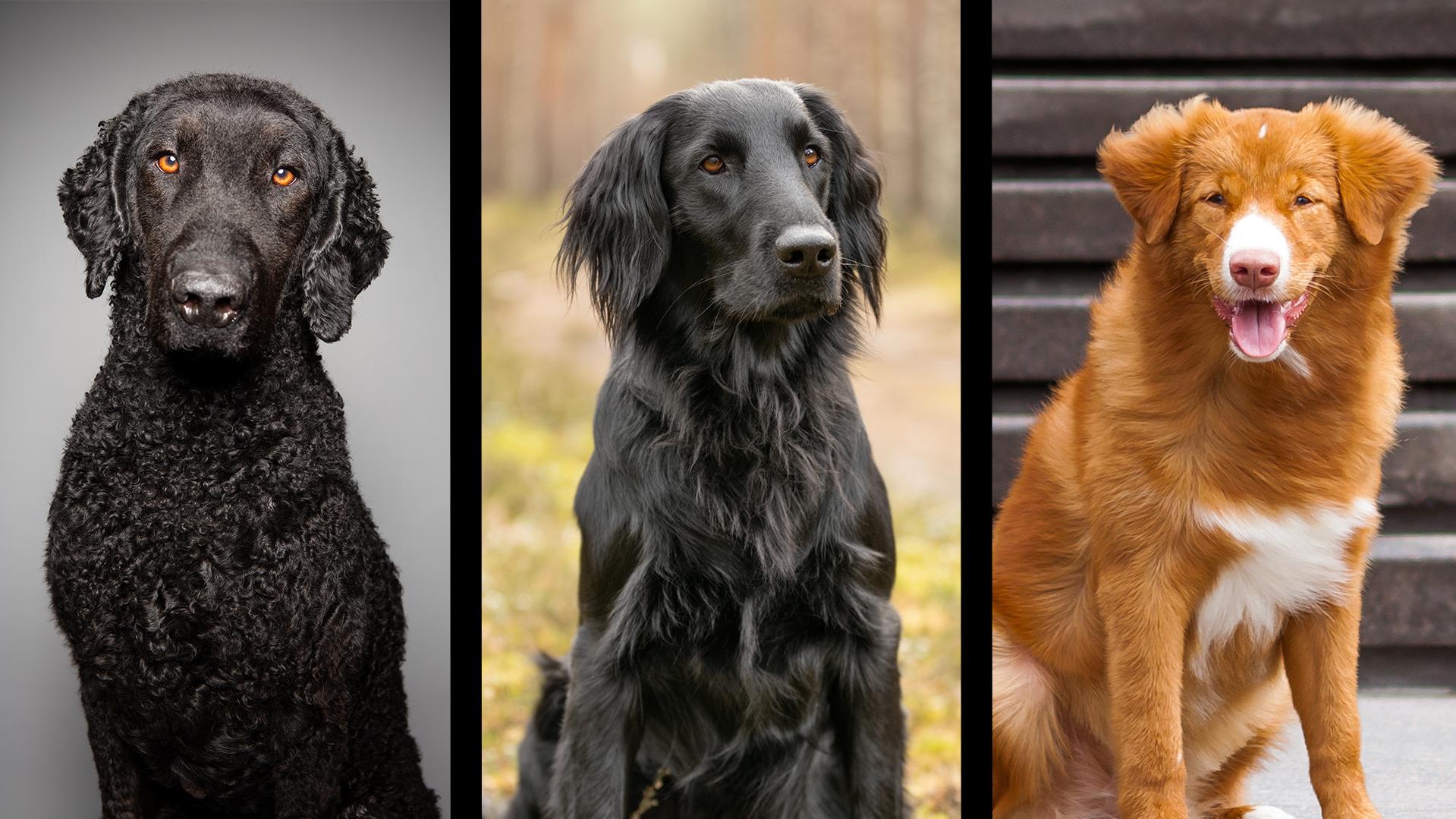 Flat Coated Golden Retriever