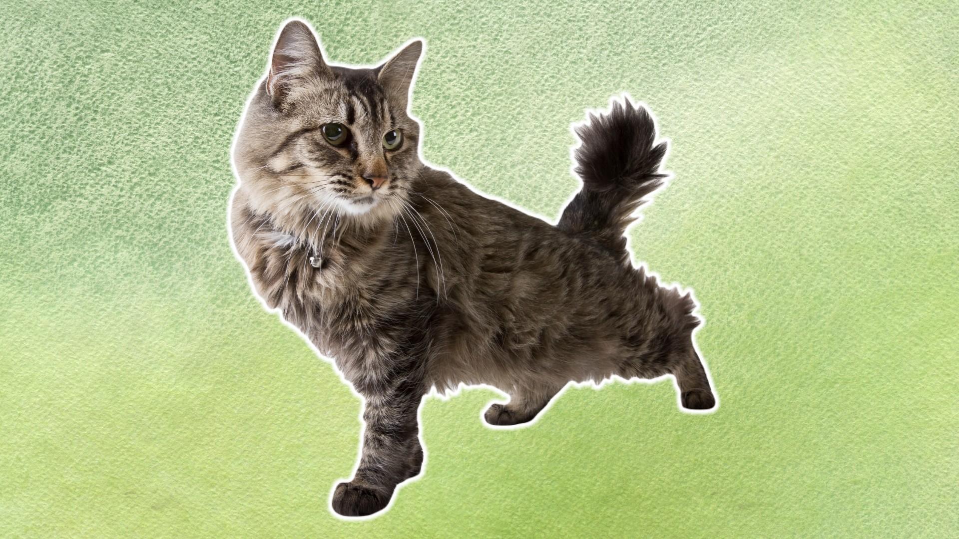 American Bobtail Kittens Mix
