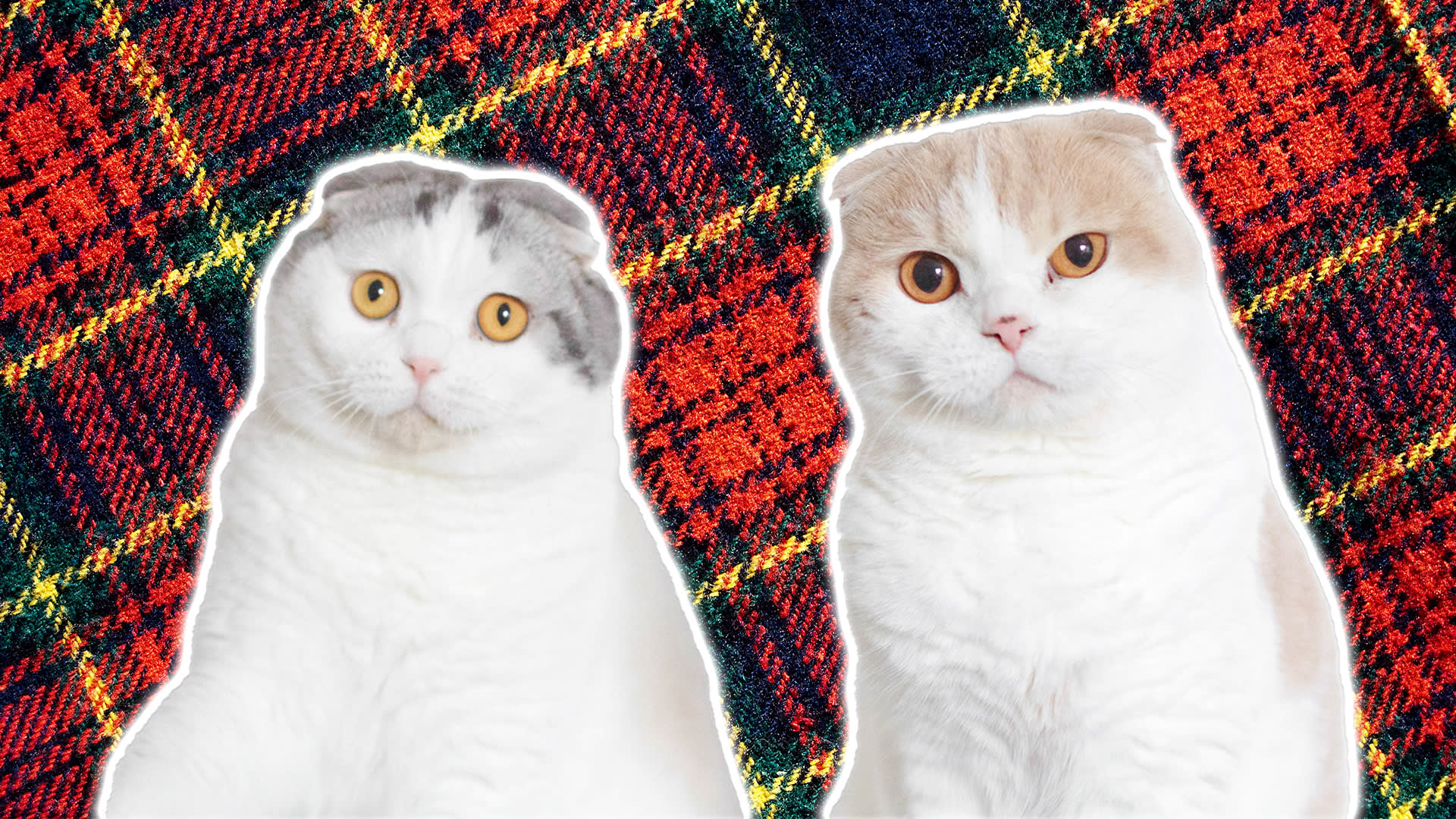 scottish fold