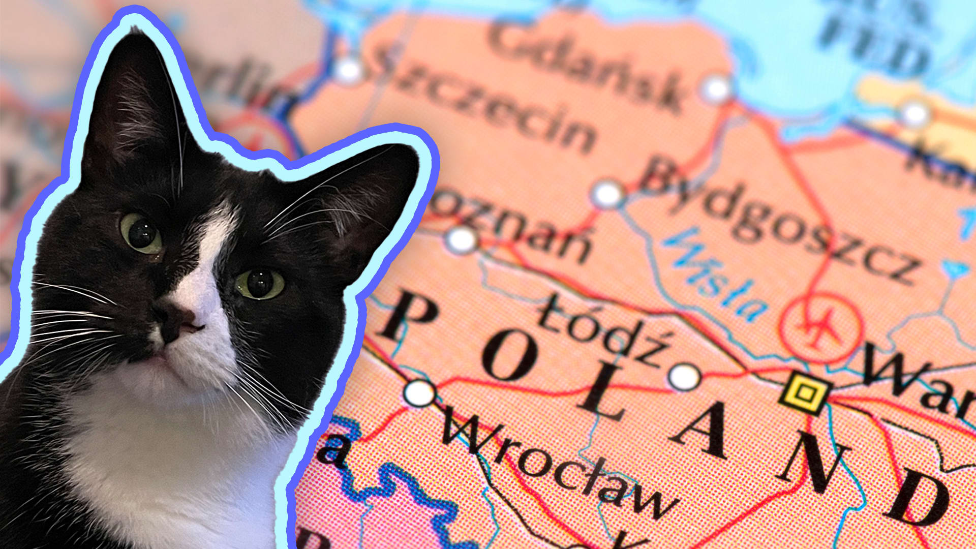 This Polish City’s Hottest Attraction Is a Chonky Cat Named Gacek