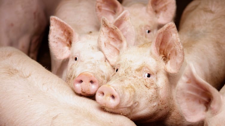 Why Do We Say ‘Sweat Like a Pig’?