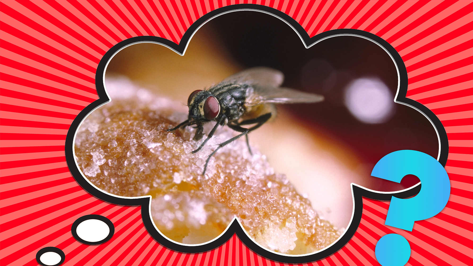 your flies are undone